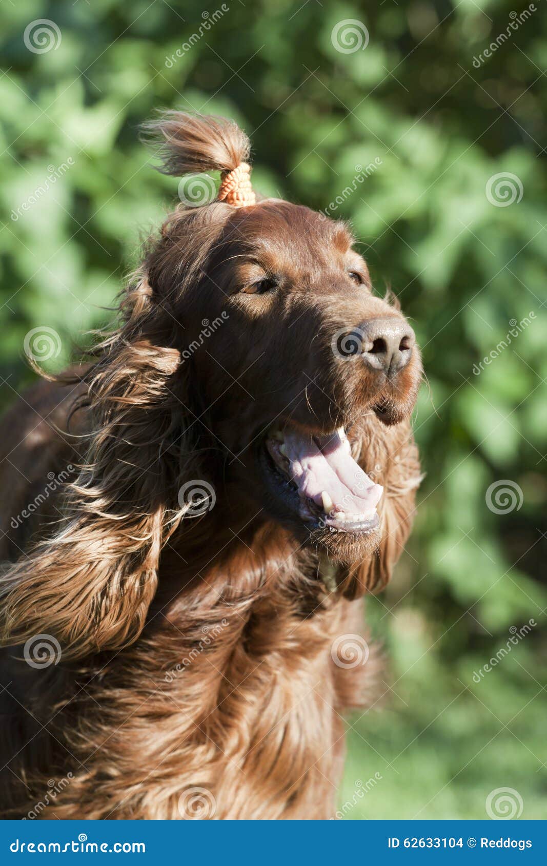Cute Irish Setter stock photo. Image of animal, friendly - 62633104