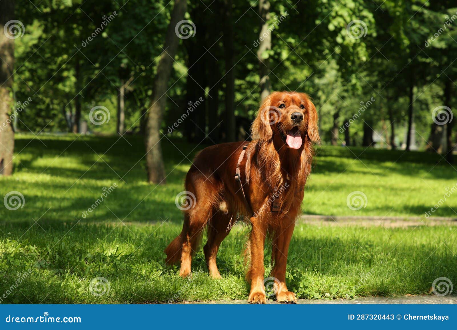 Cute Irish Setter on Green Grass Outdoors. Dog Walking Stock Image ...