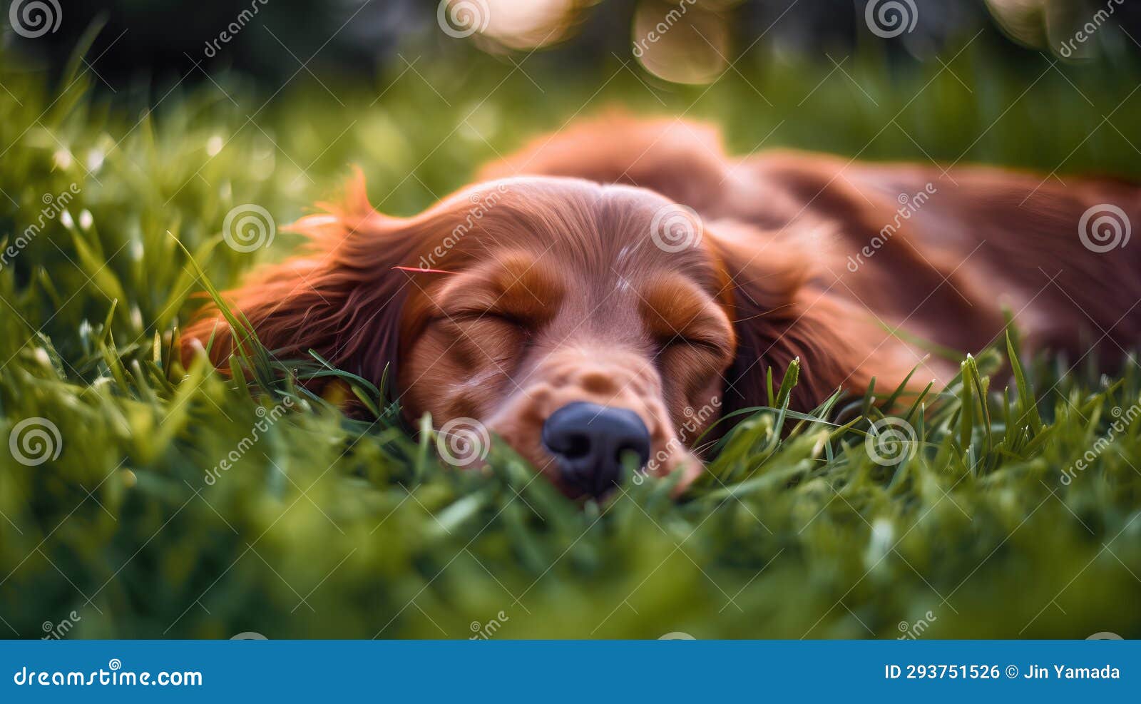 Cute Irish Setter Puppy Lying in the Grass. Close Up Stock Illustration ...