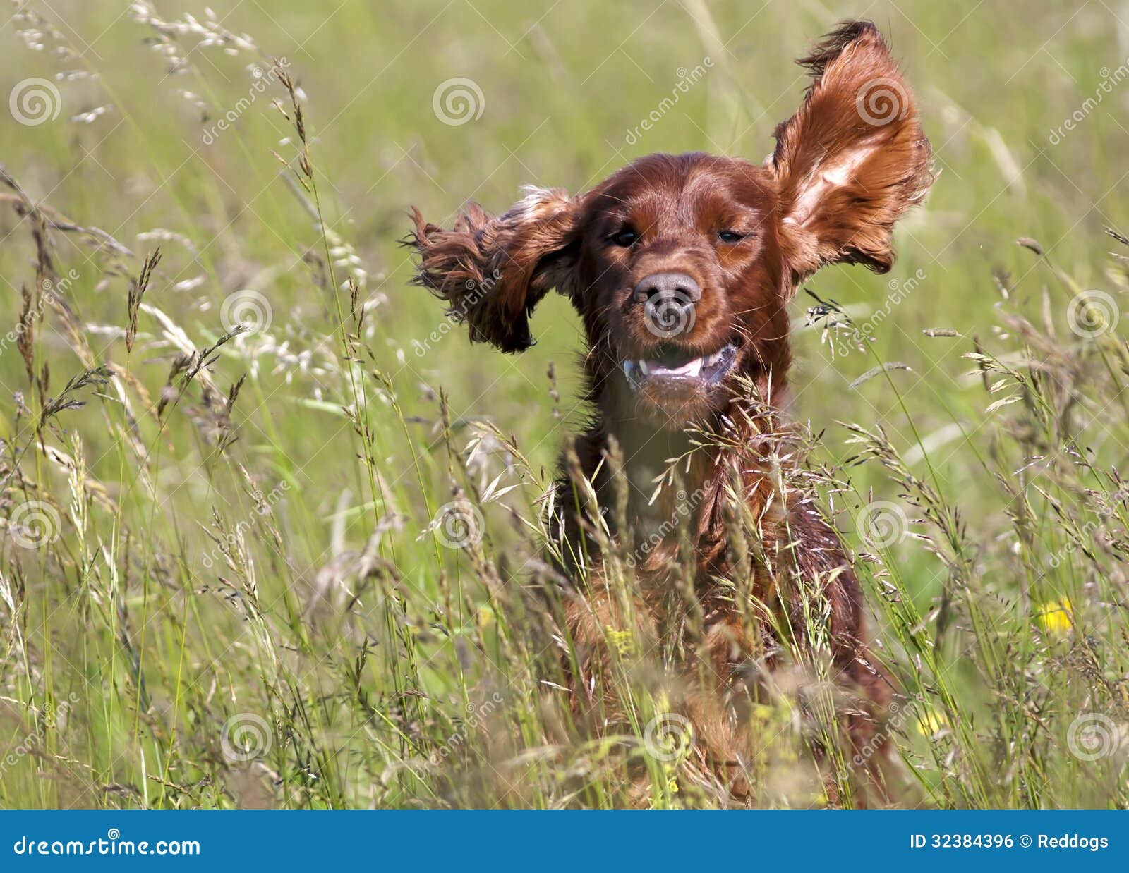 Cute Irish Setter stock photo. Image of speed, smiling - 32384396