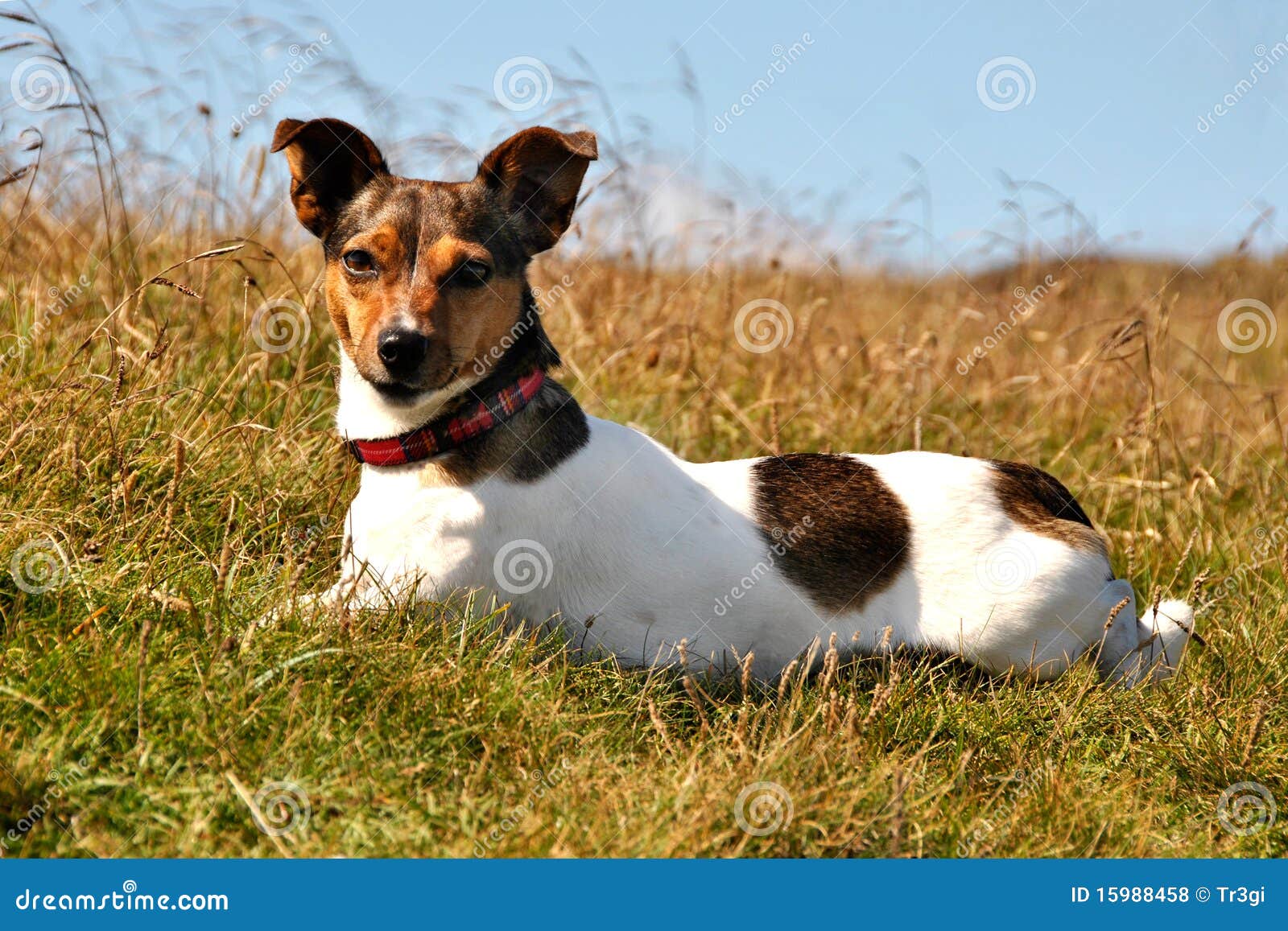 Cute Jack Russel Terrier Lying in Grass Looking Stock Photo - Image of ...