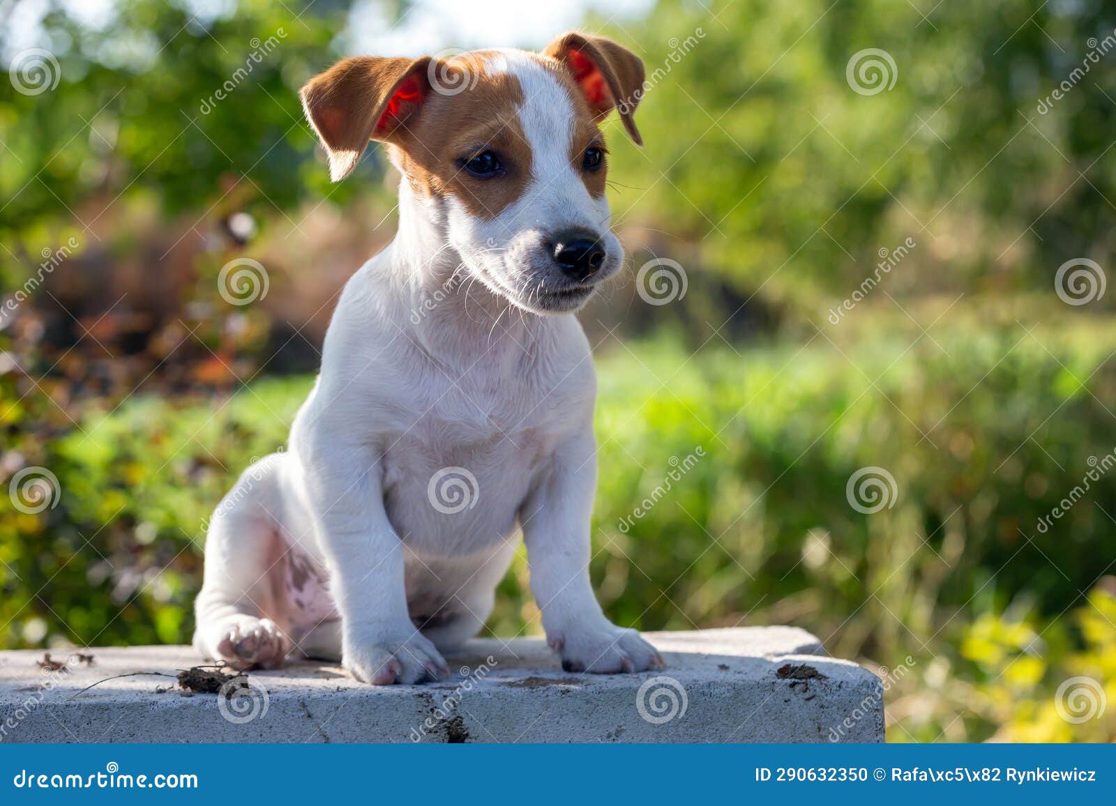 Cute Jack Russell Terrier Puppy Stock Photo - Image of jack, breed ...