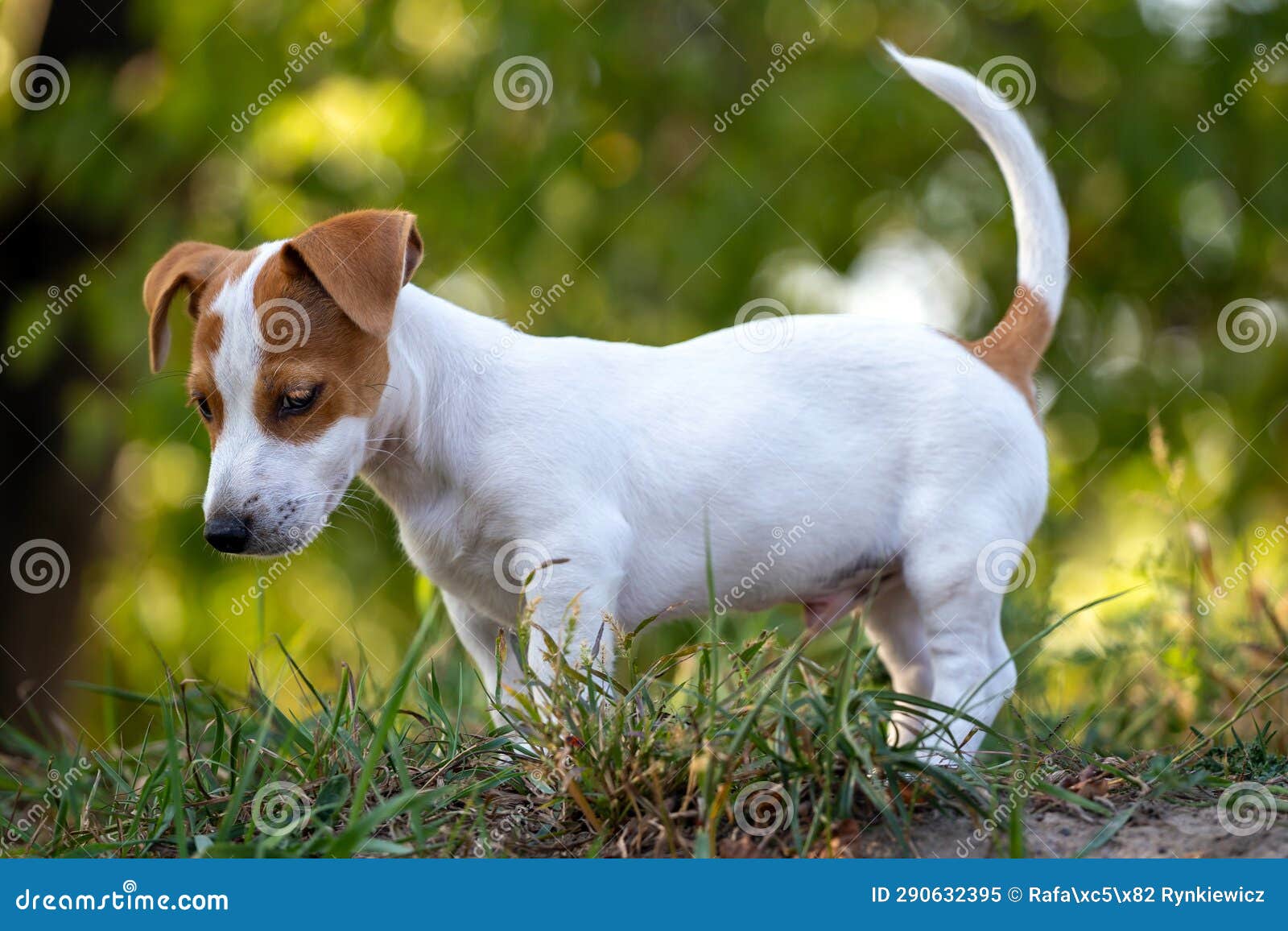 Cute Jack Russell Terrier Puppy Stock Image - Image of terrier, white ...