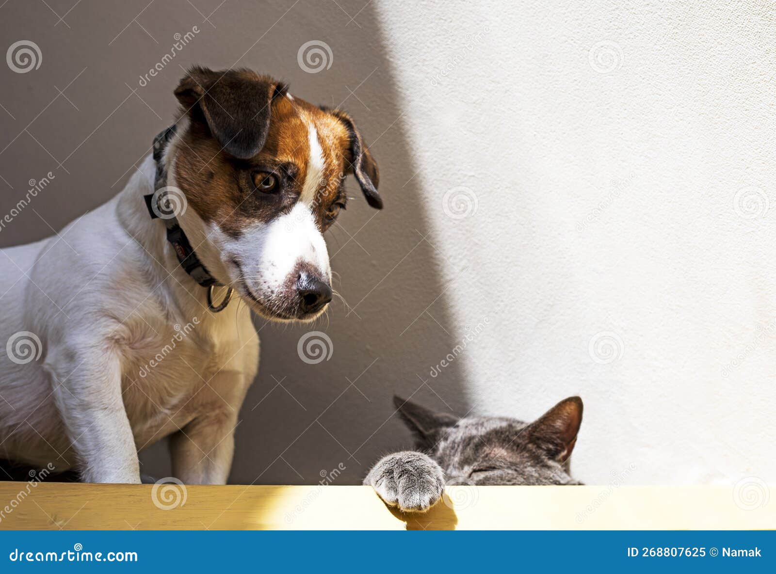 Cute Jack Russell Terrier Puppy is Playing with a Gray Cat. Bottom View ...
