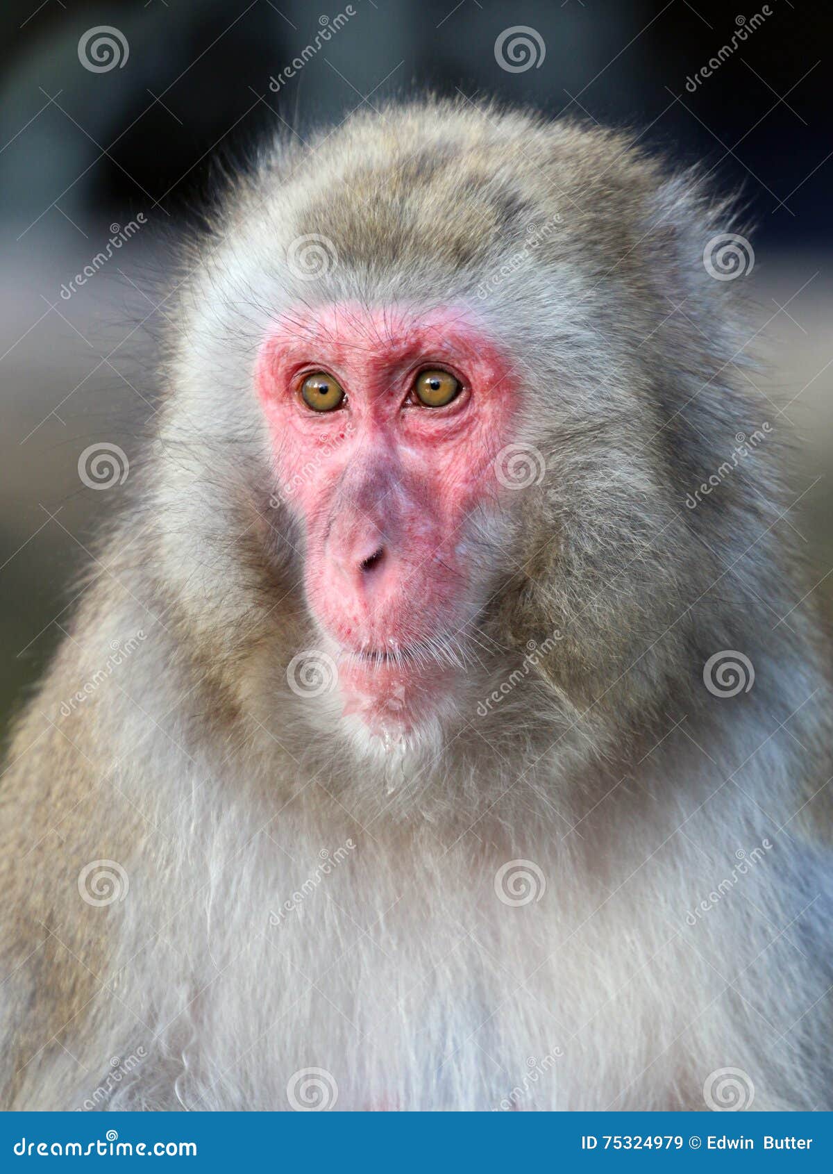 Cute Japanese monkey stock image. Image of stone, macaque - 75324979