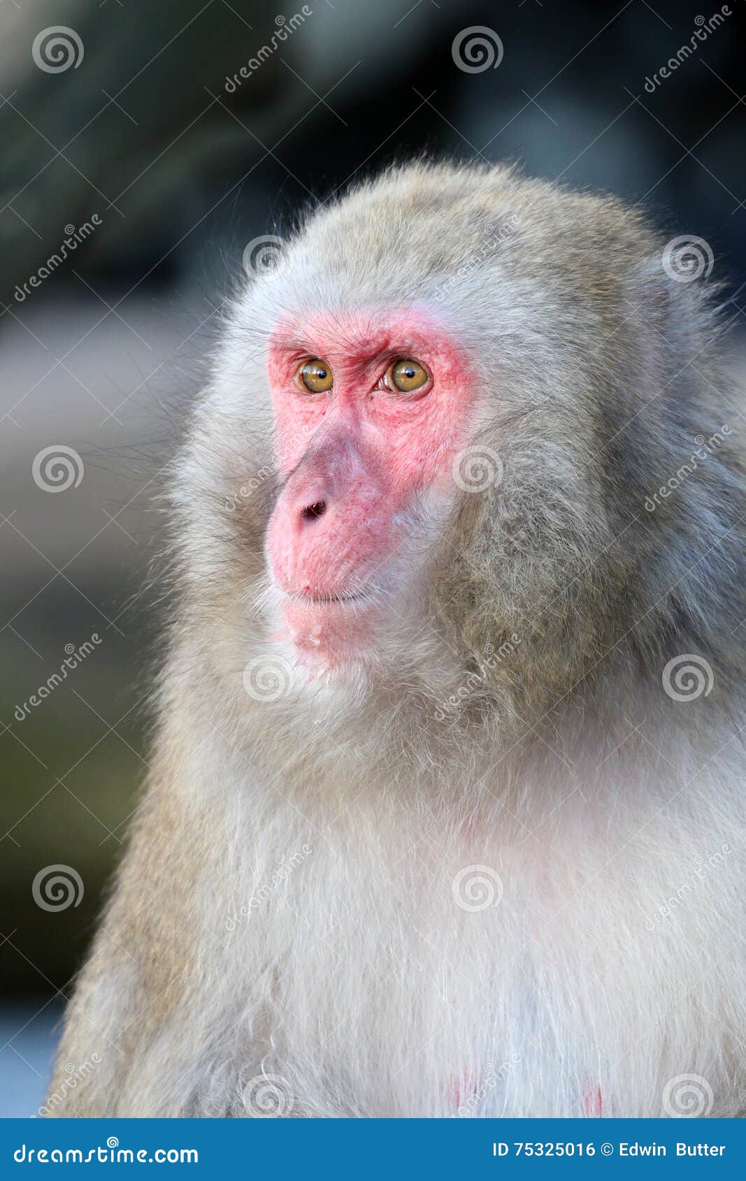 Cute Japanese monkey stock photo. Image of japan, macaque - 75325016