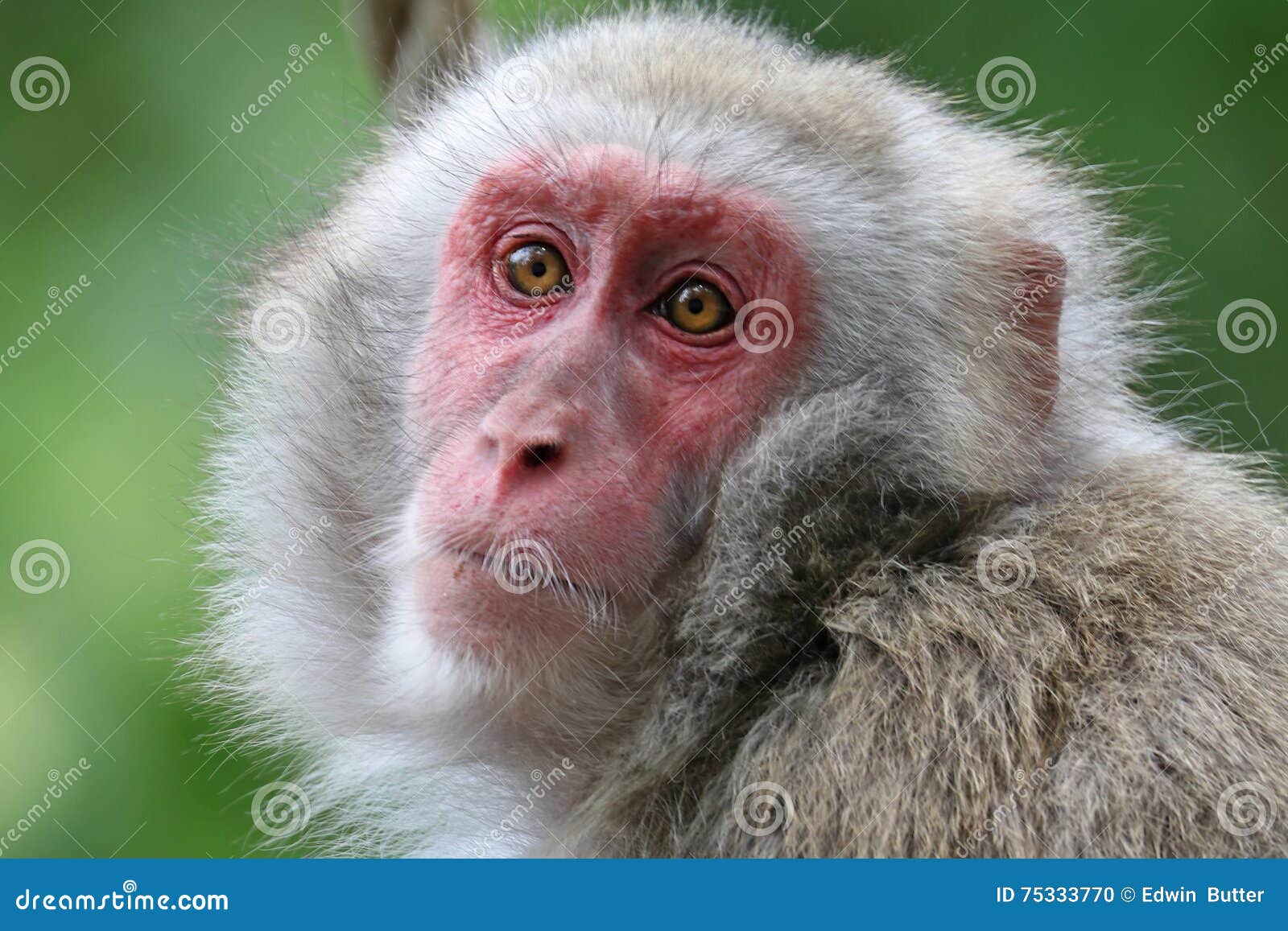 Japanese Monkey Front Posture With Red Face Color And Sits On The Floor ...