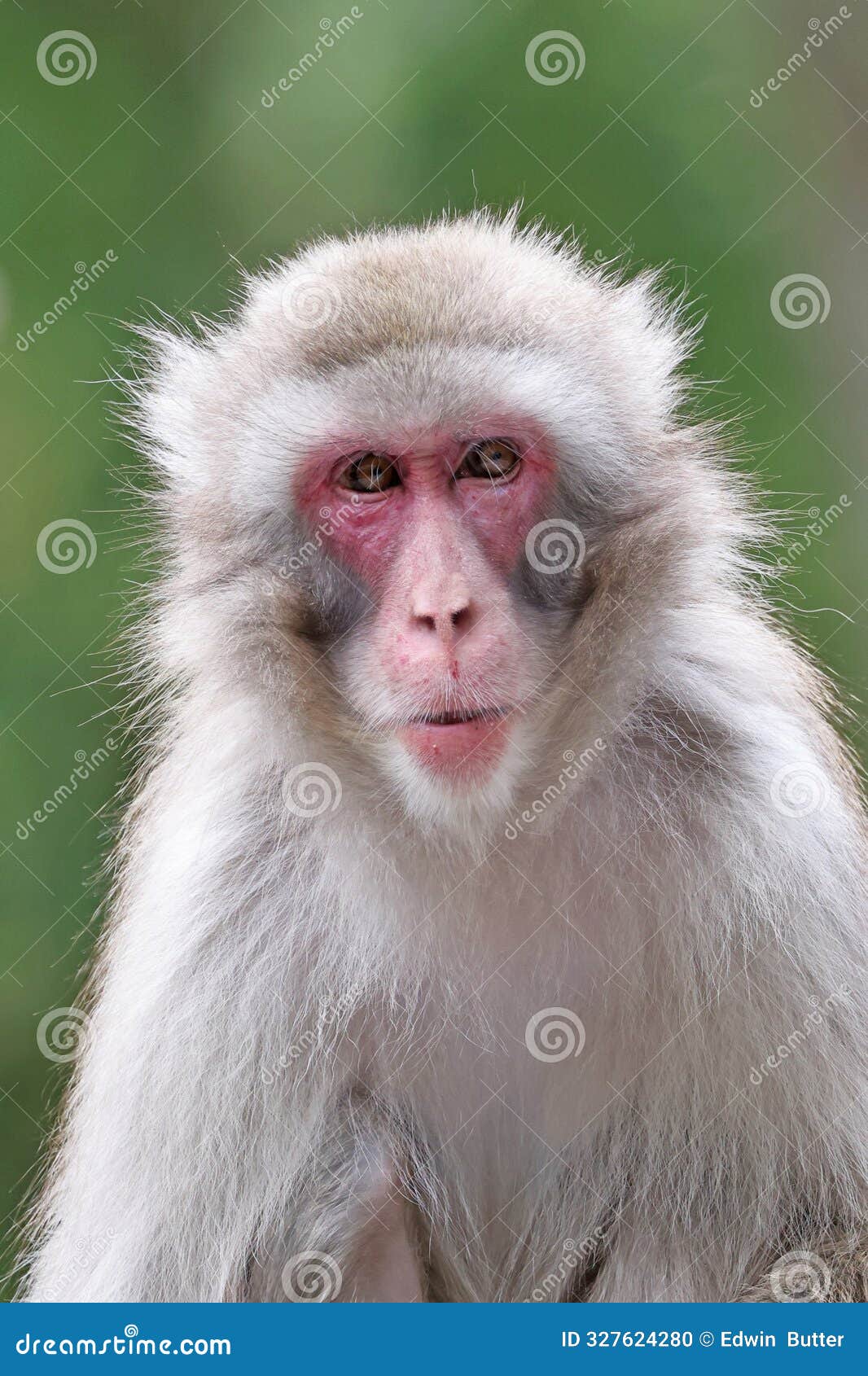 Cute Japanese Monkey (Macaca Fuscata) Stock Photo - Image of japan ...