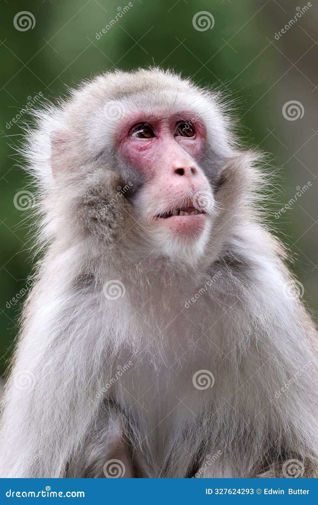 Cute Japanese Monkey (Macaca Fuscata) Stock Image - Image of mammal ...