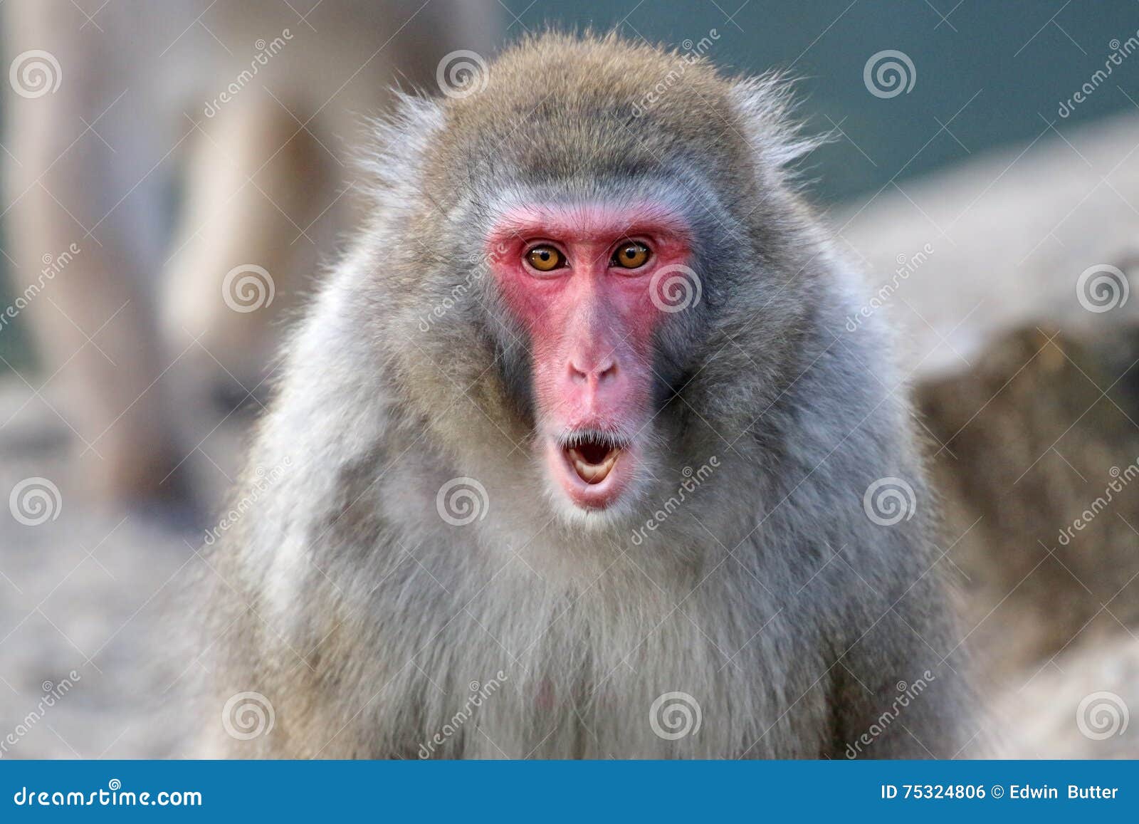 Cute Japanese monkey stock photo. Image of cute, nature - 75324806