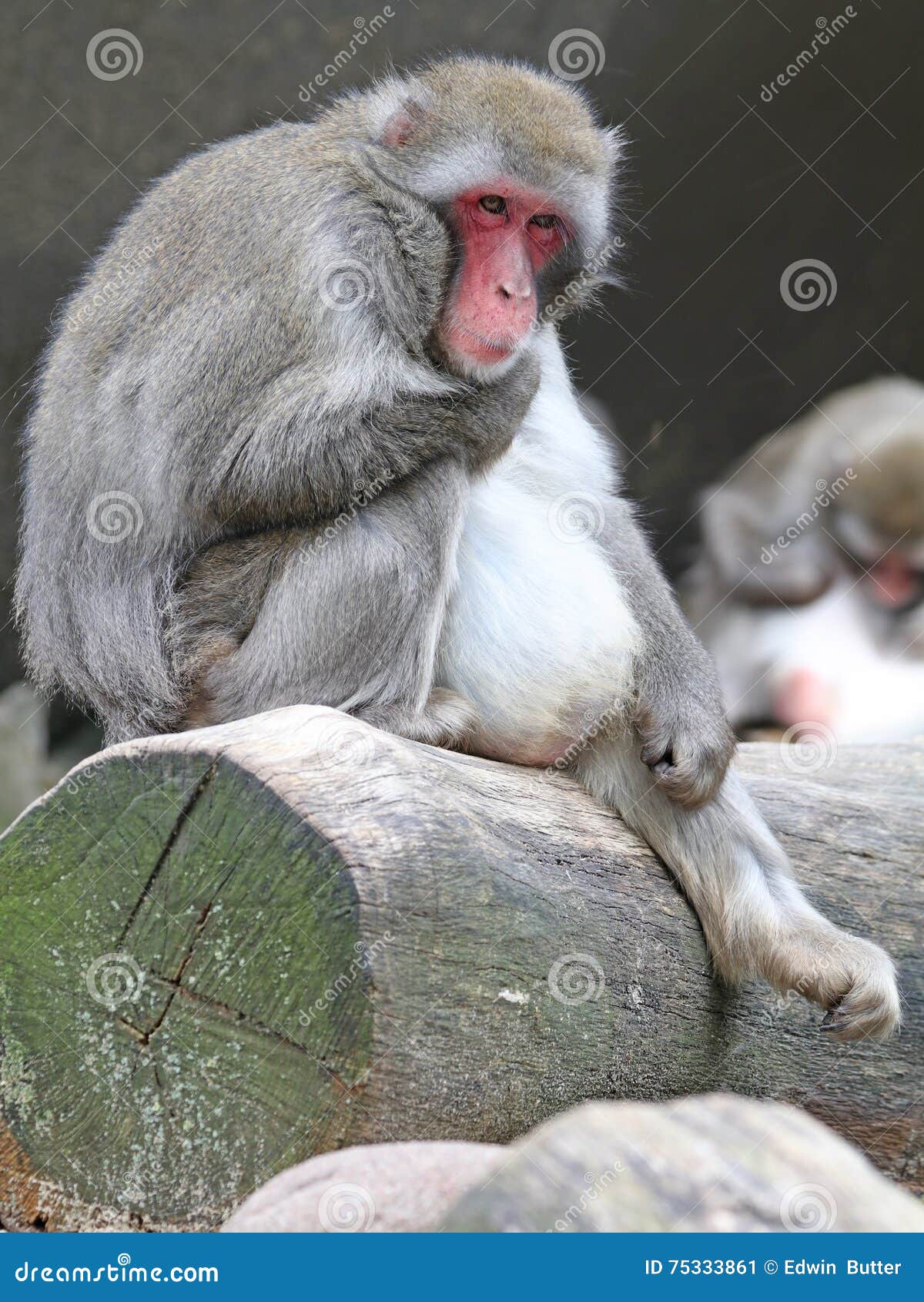 Cute Japanese monkey stock image. Image of water, monkey - 75333861