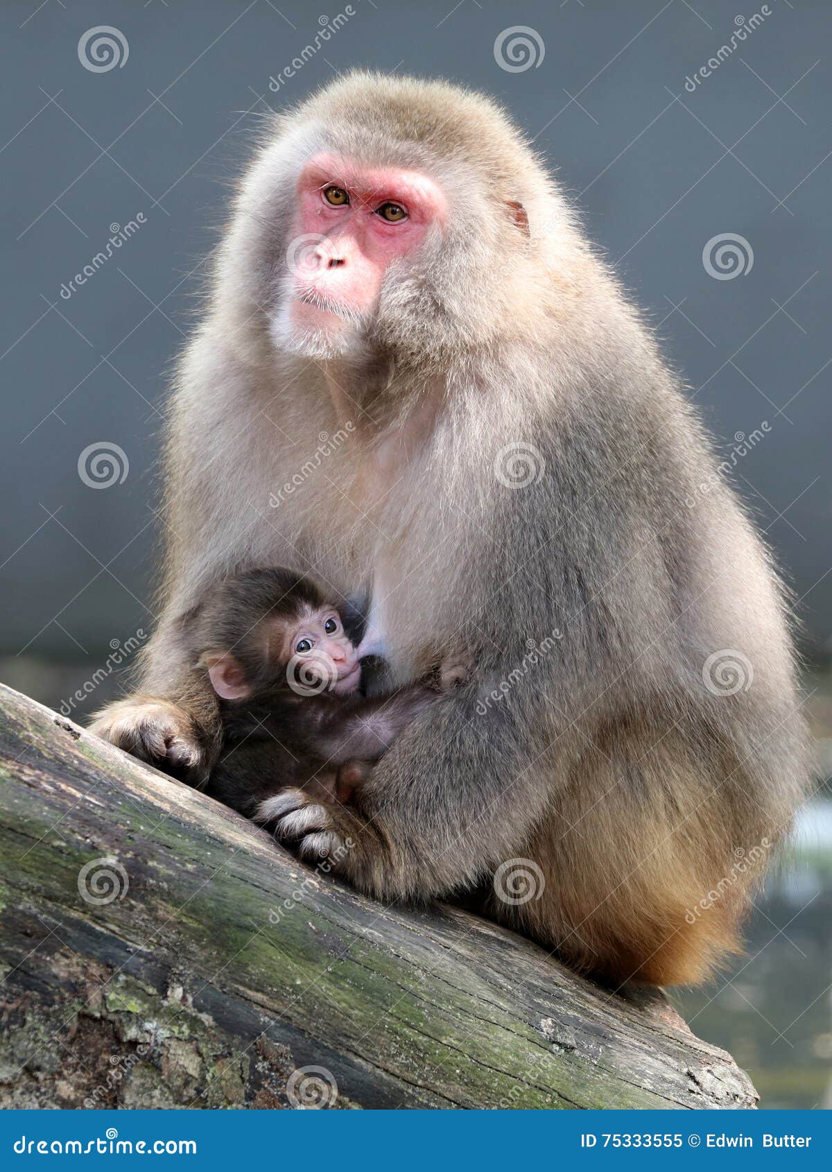 Cute Japanese monkeys stock image. Image of macaque, stone - 75333555