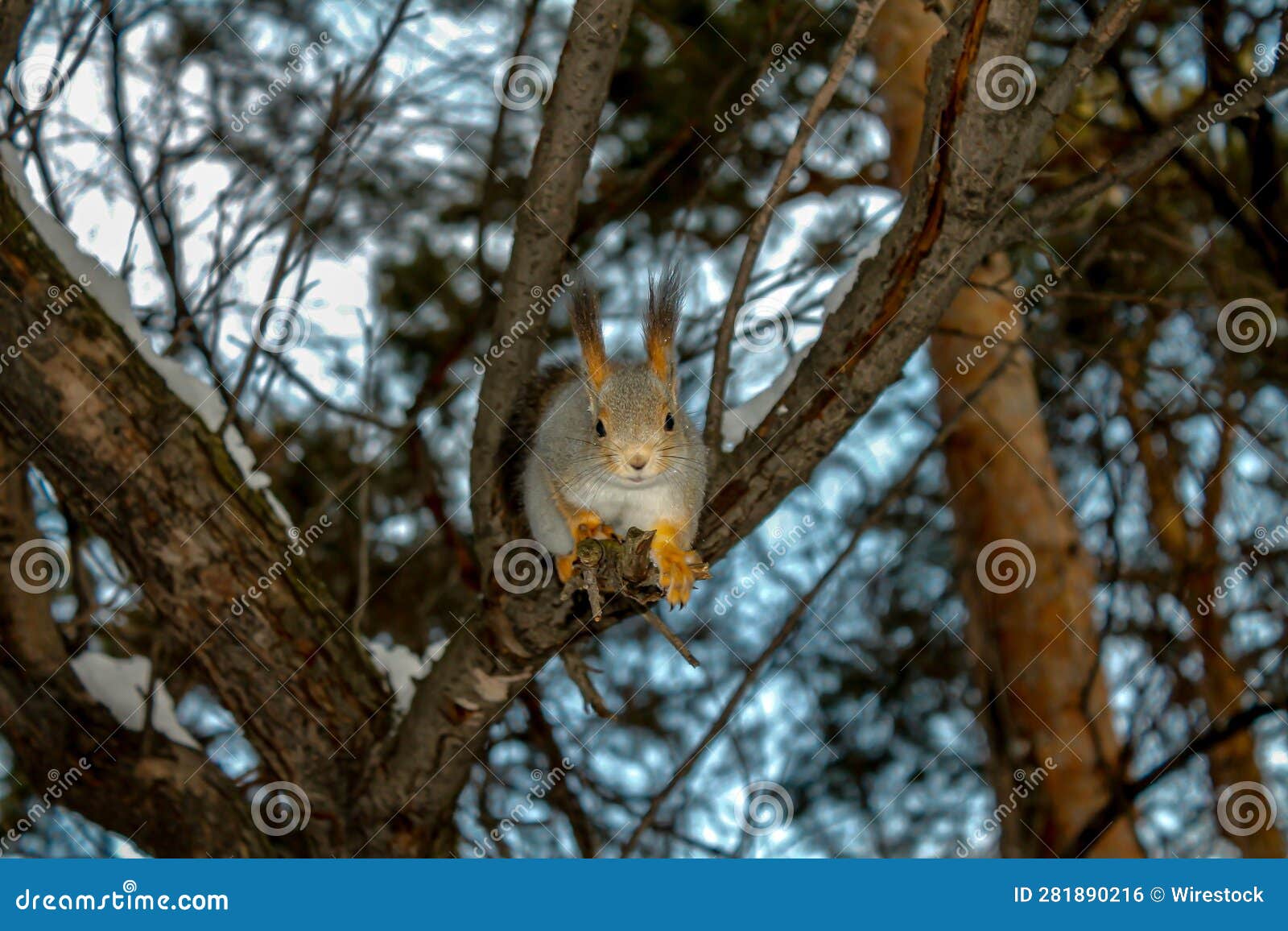 Cute Japanese Squirrel Perched on a Tree Branch in the Forest Stock ...