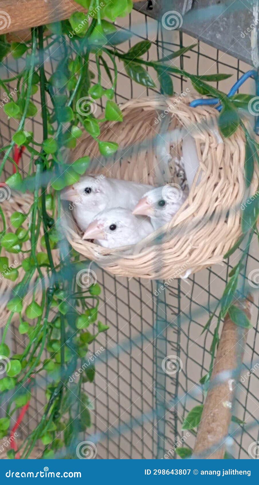 Cute japanese white finch stock image. Image of cute - 298643807