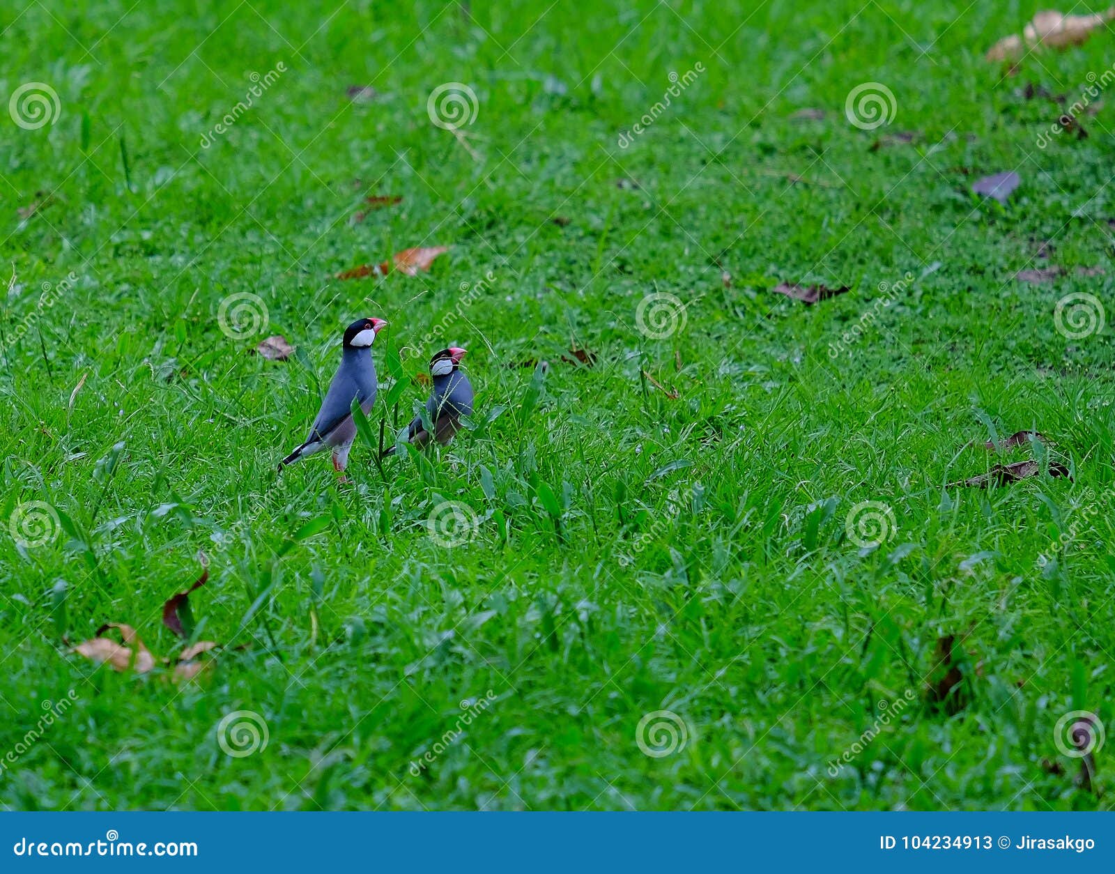 Java sparrow stock image. Image of forest, natural, beautiful - 104234913