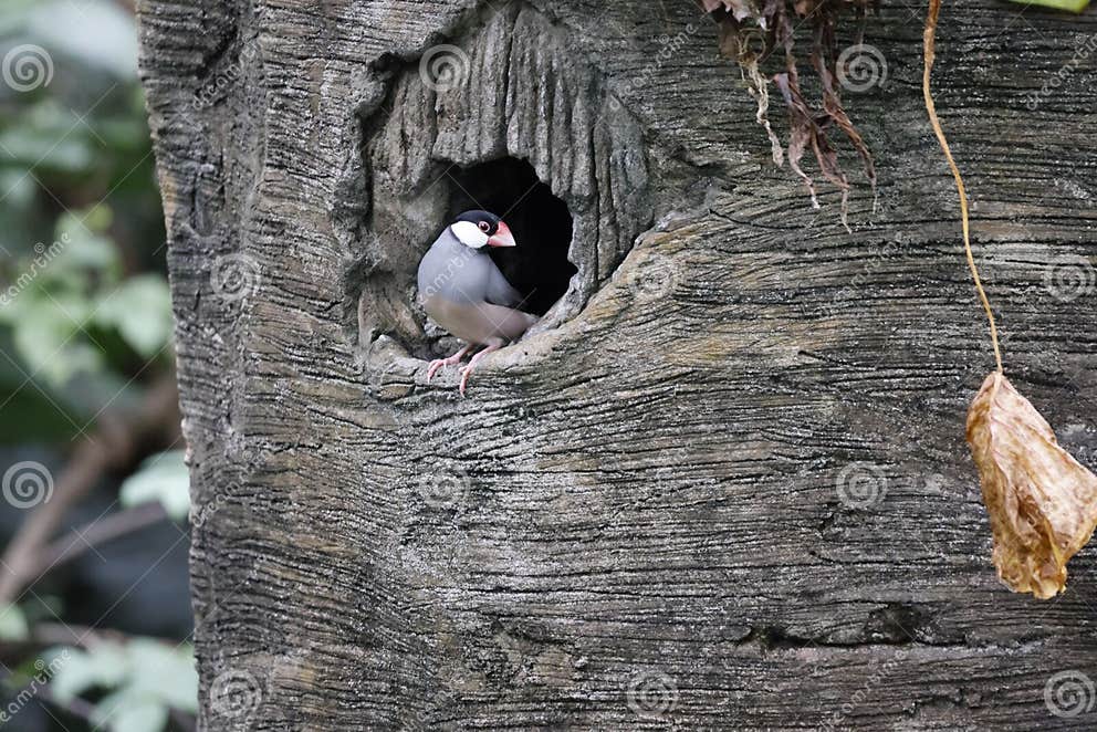 Cute Java Sparrow Sitting in a Tree Hollow Stock Image - Image of cute ...