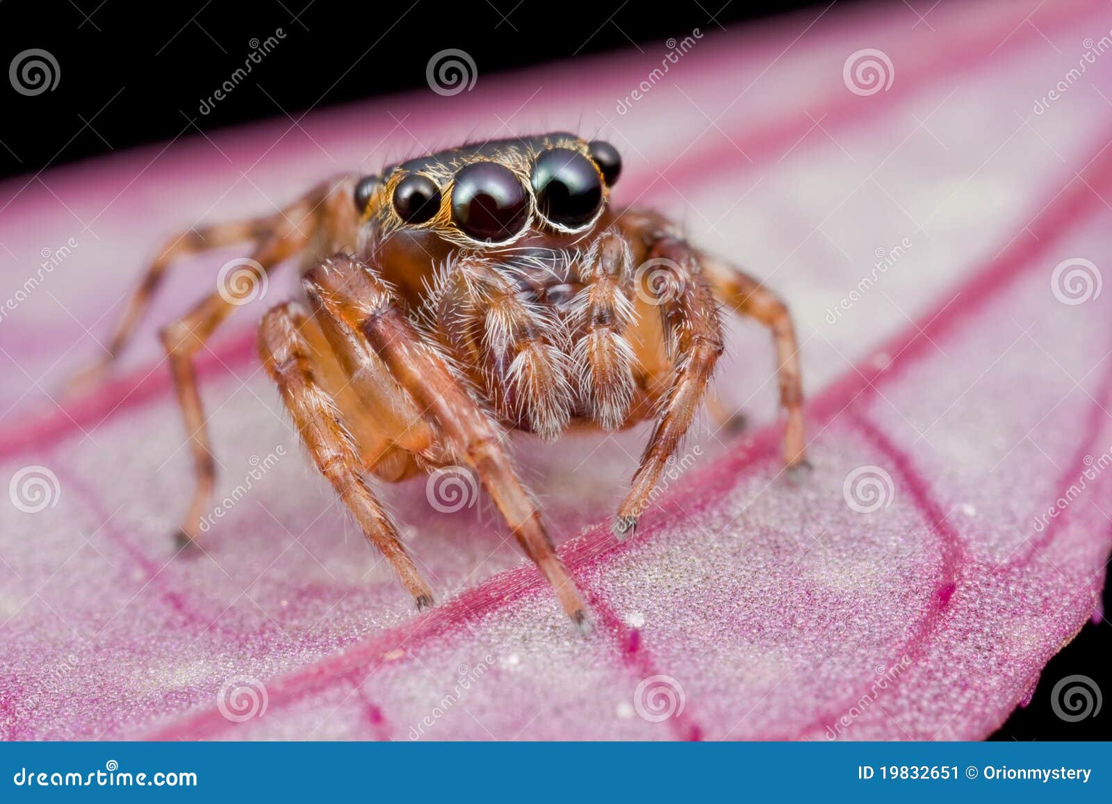A cute jumping spider stock image. Image of brown, color - 19832651