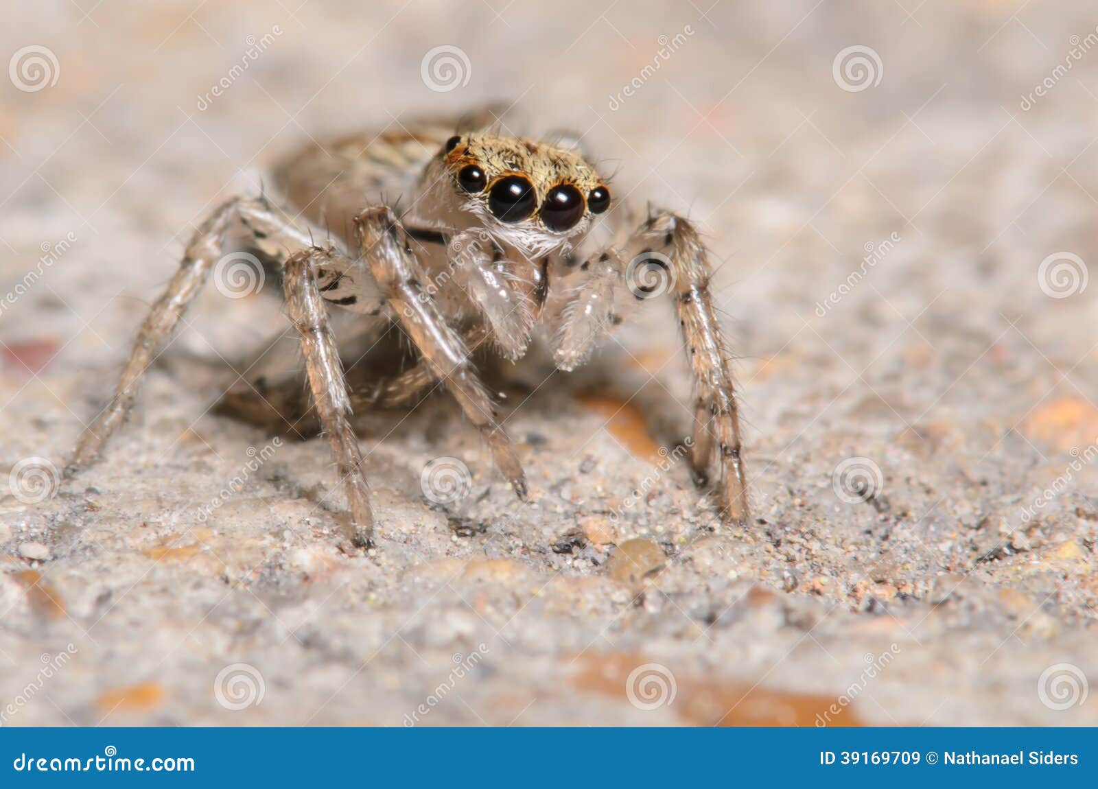 Cute Jumping Spider stock image. Image of jumping, animal - 39169709