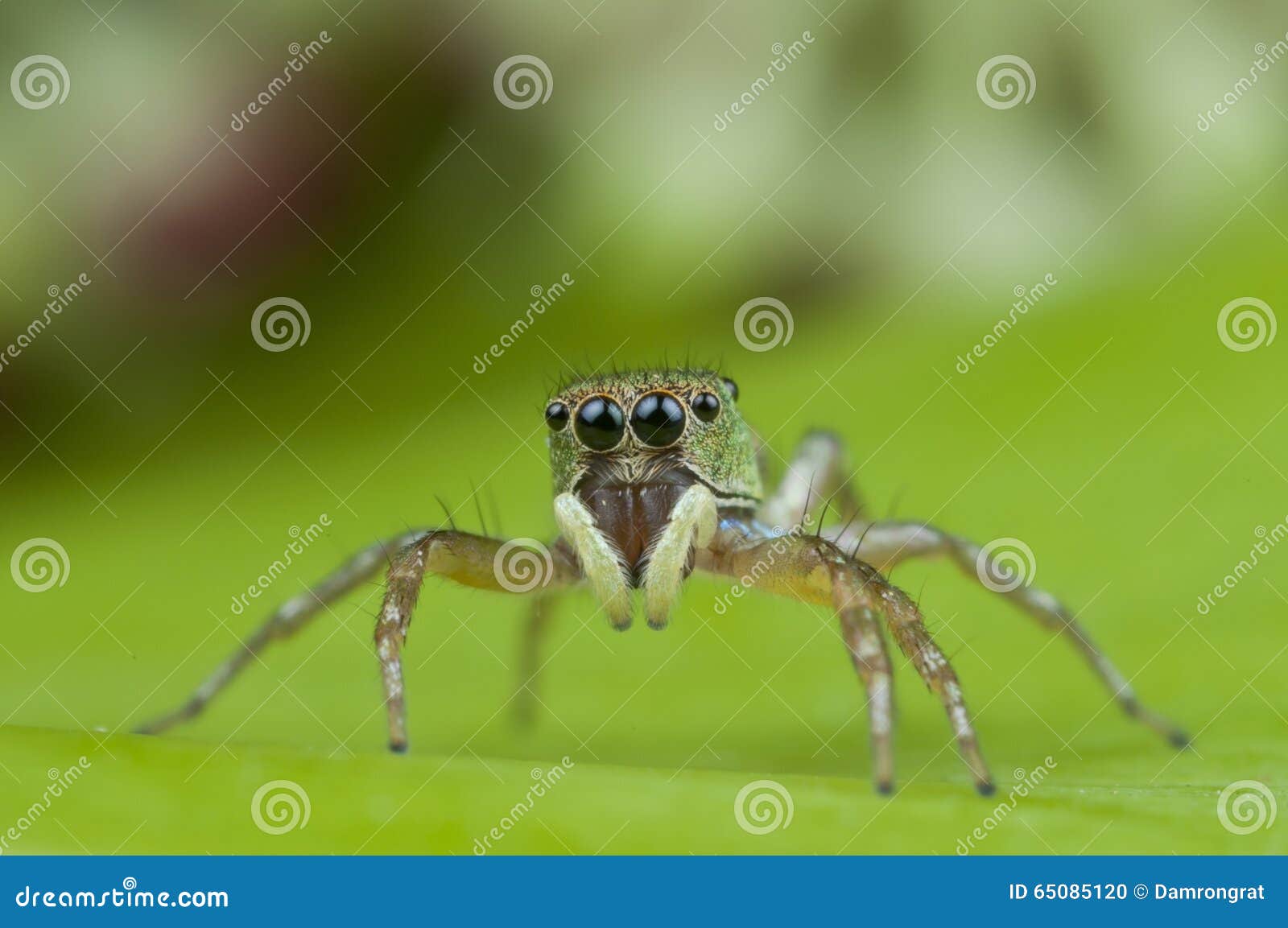 Cute jumping spider. stock photo. Image of cute, arachnid - 65085120
