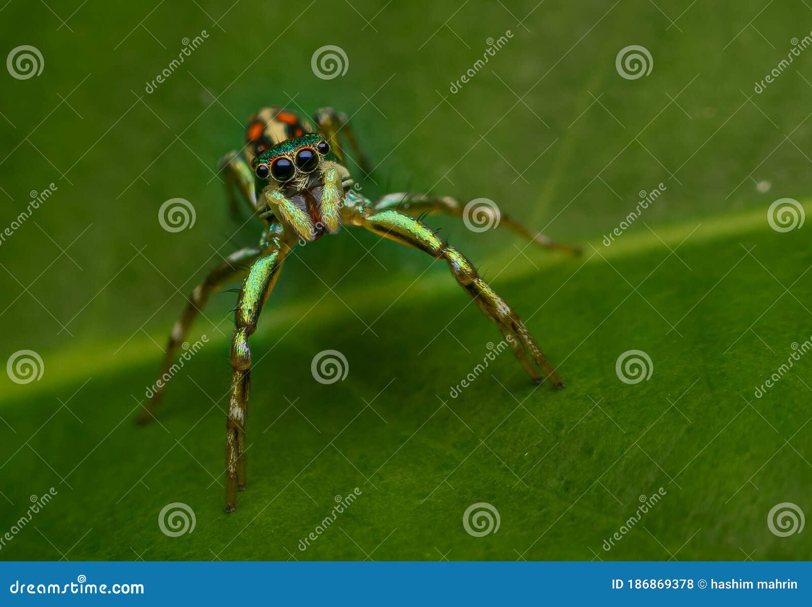 Cute jumping spider stock photo. Image of green, flower - 186869378
