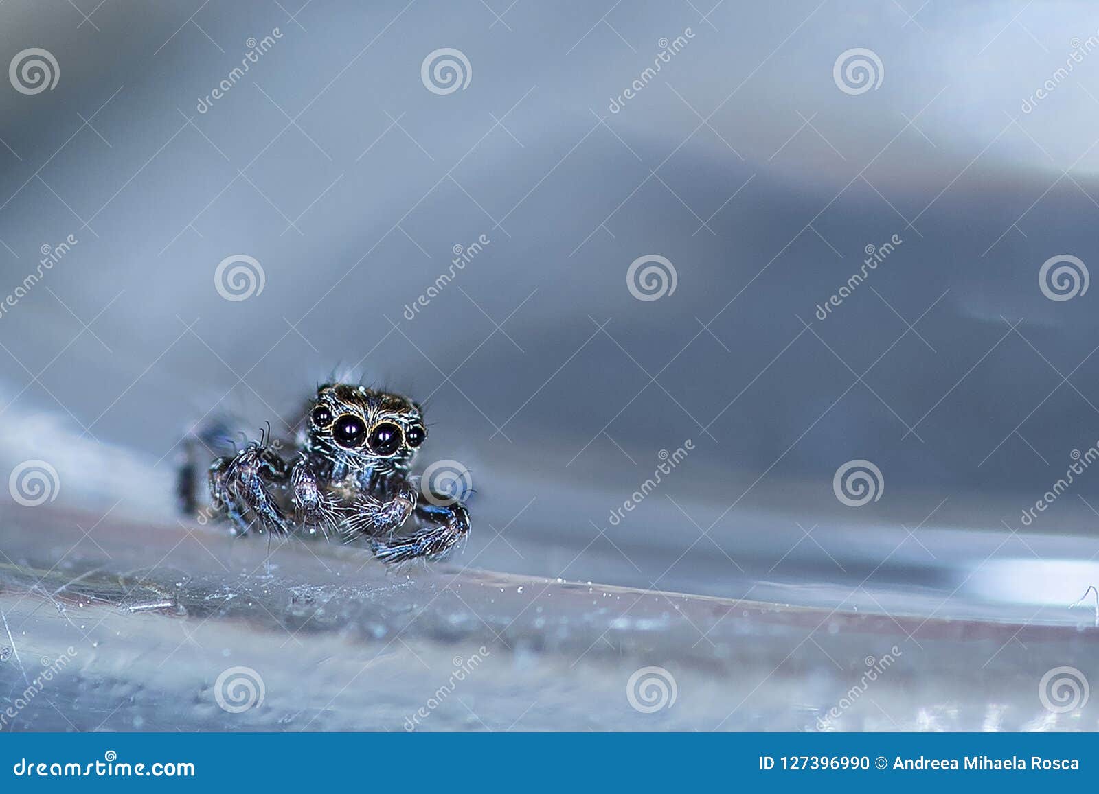 Cute Jumping Spider Sitting on Glass Surface Stock Photo - Image of ...