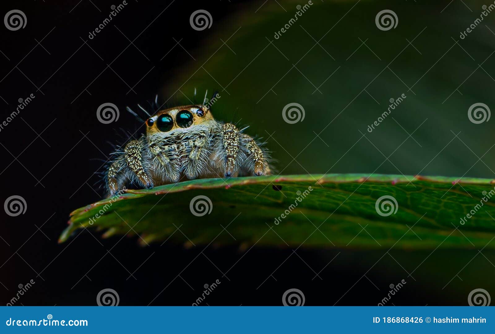 Cute jumping spider stock photo. Image of ready, cover - 186868426