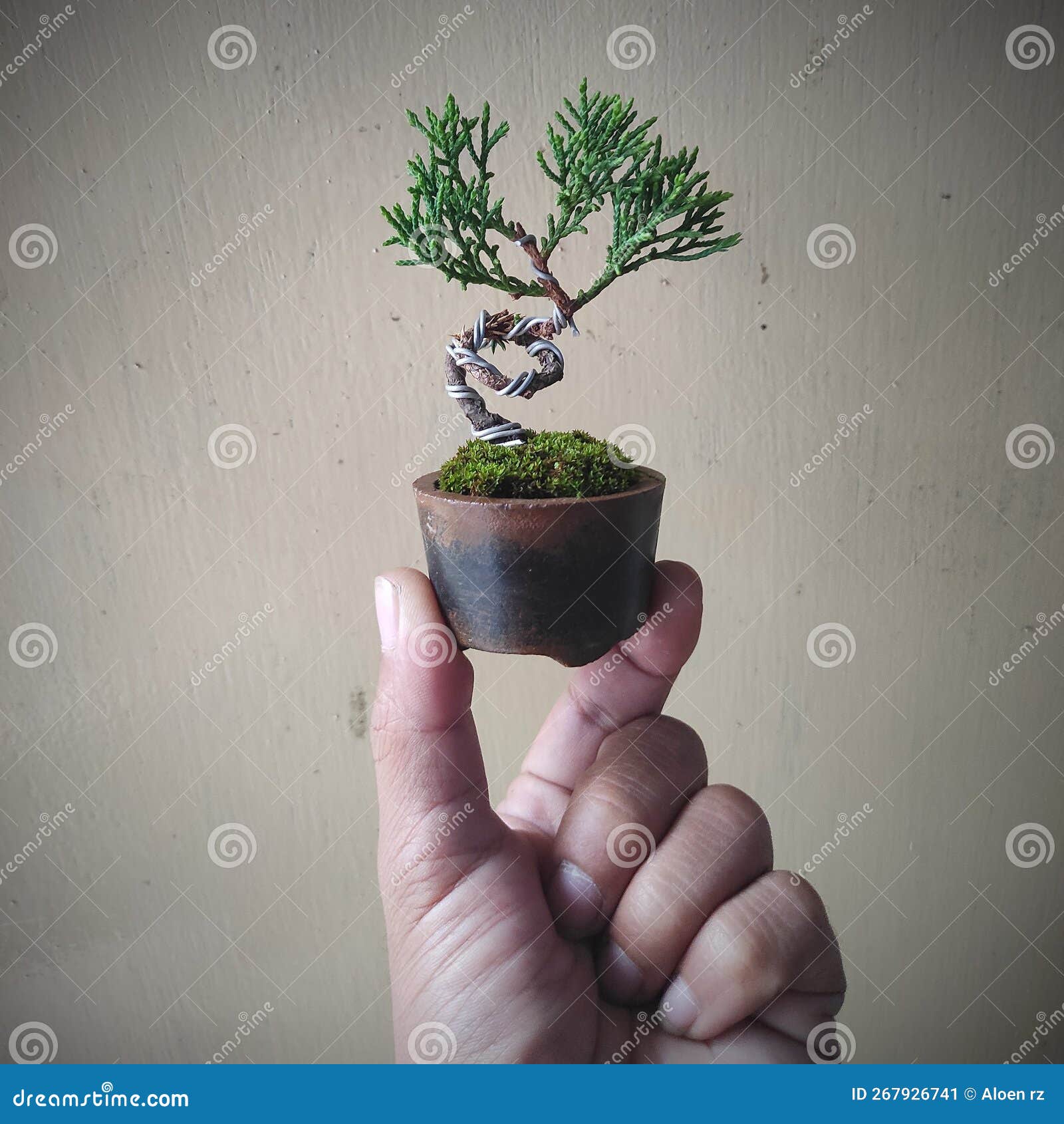 Cute Juniperus Chinensis Mini Bonsai Stock Image - Image of bonsai ...