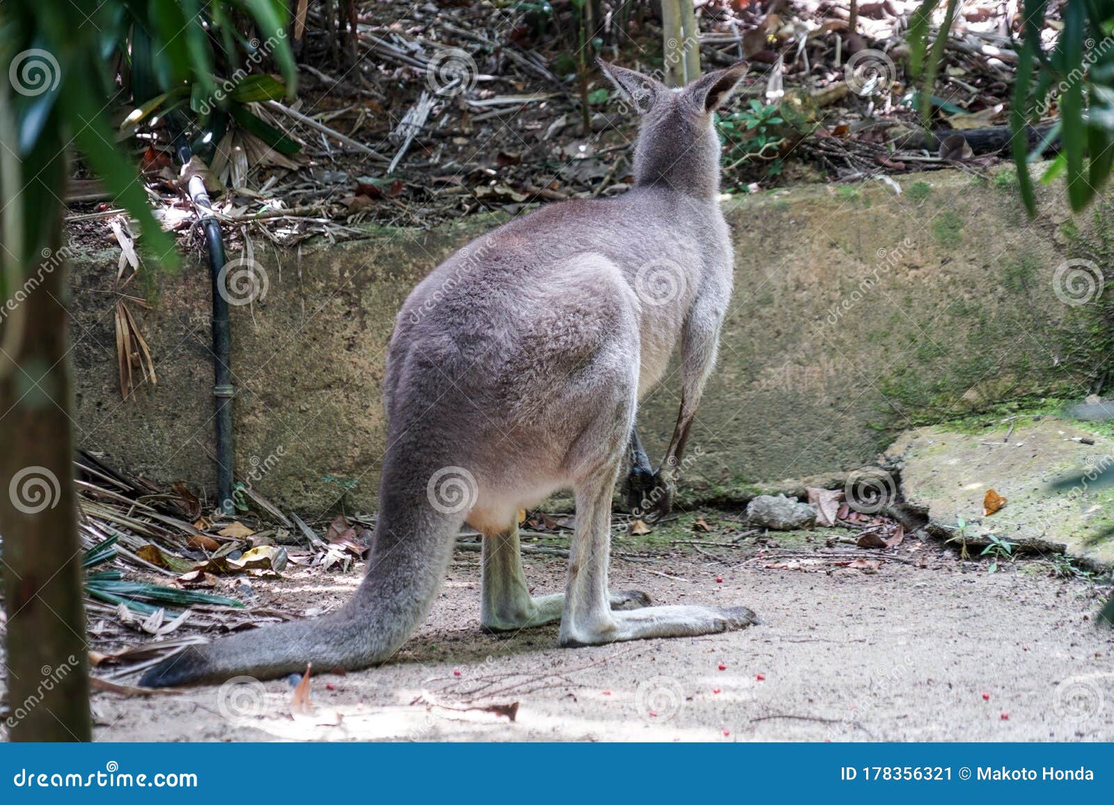 Cute Kangaroo from Behind Singapore Stock Image - Image of mammals ...