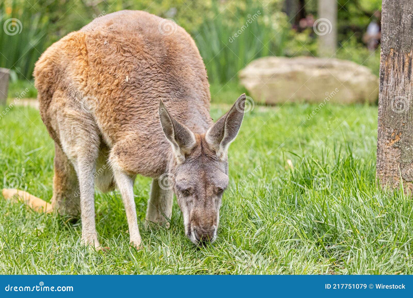 Cute kangaroo eating grass stock image. Image of young - 217751079