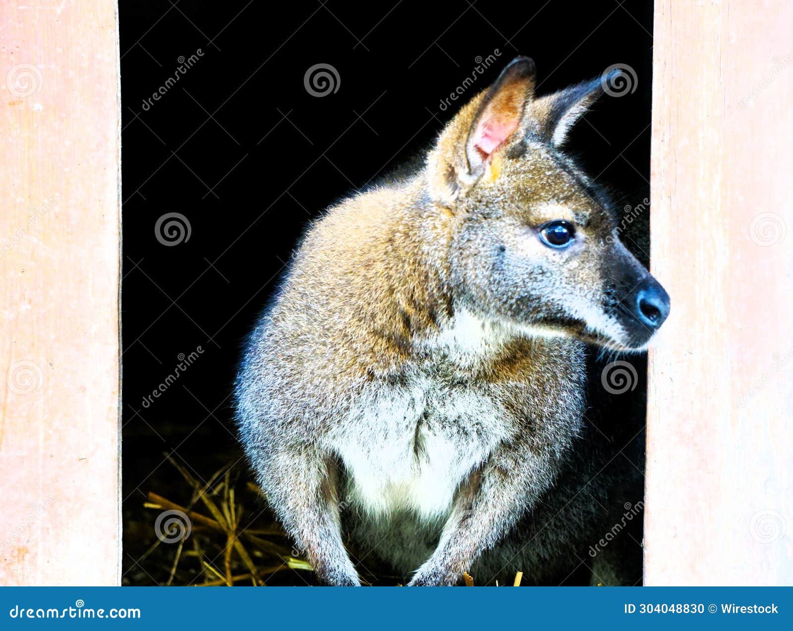 Cute Kangaroo Looking Out of Its Small Home Stock Photo - Image of ...