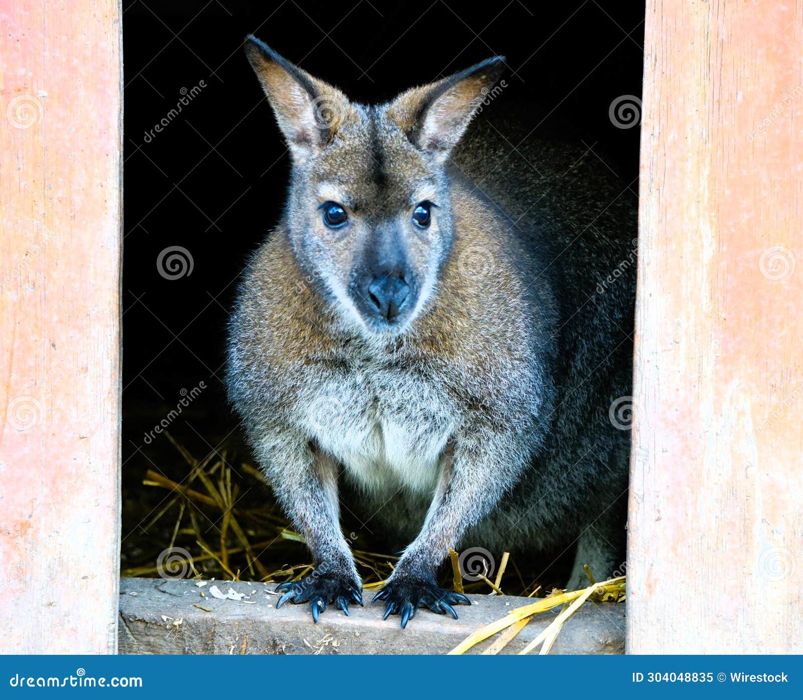 Cute Kangaroo Looking Out of Its Small Home Stock Image - Image of ...