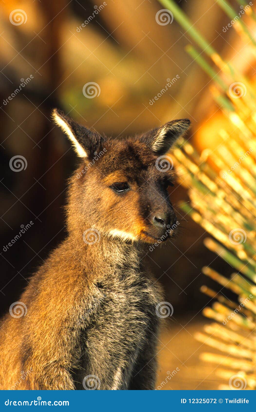Cute Kangaroo Portrait stock photo. Image of outdoors - 12325072