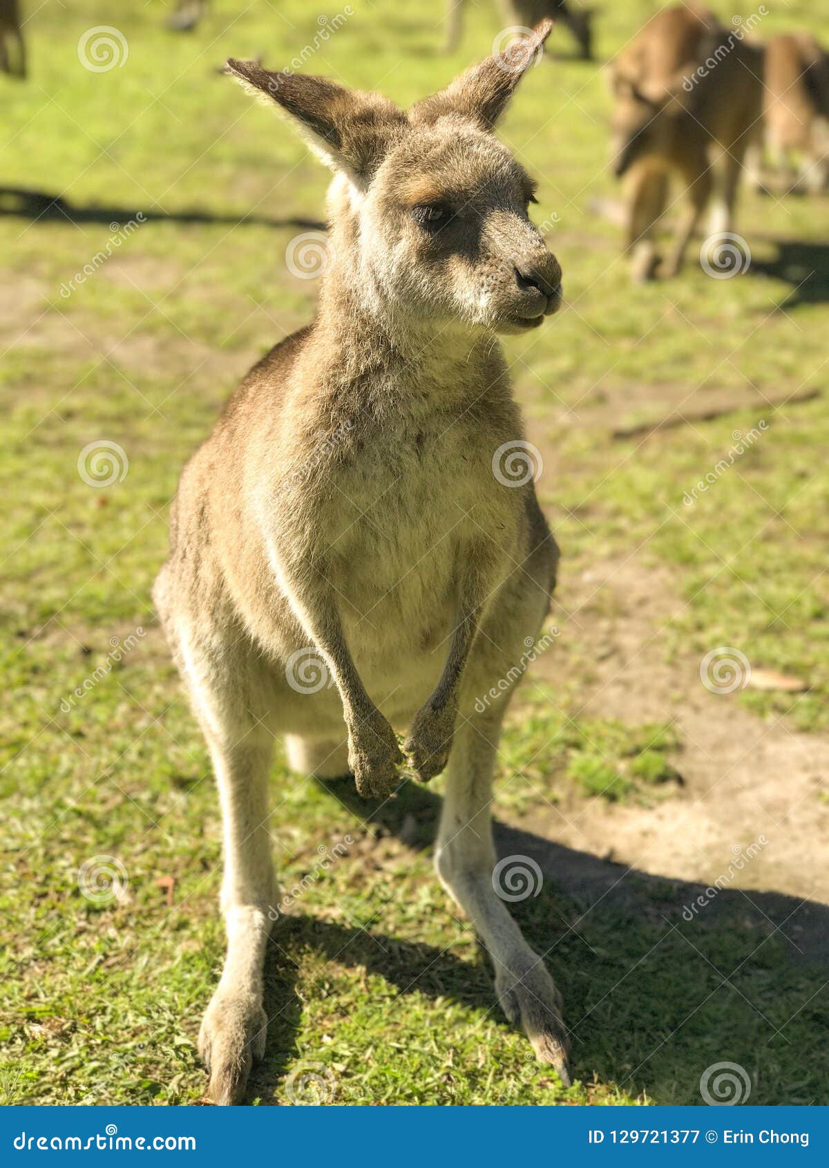 A cute kangaroo stock image. Image of facing, cute, front - 129721377