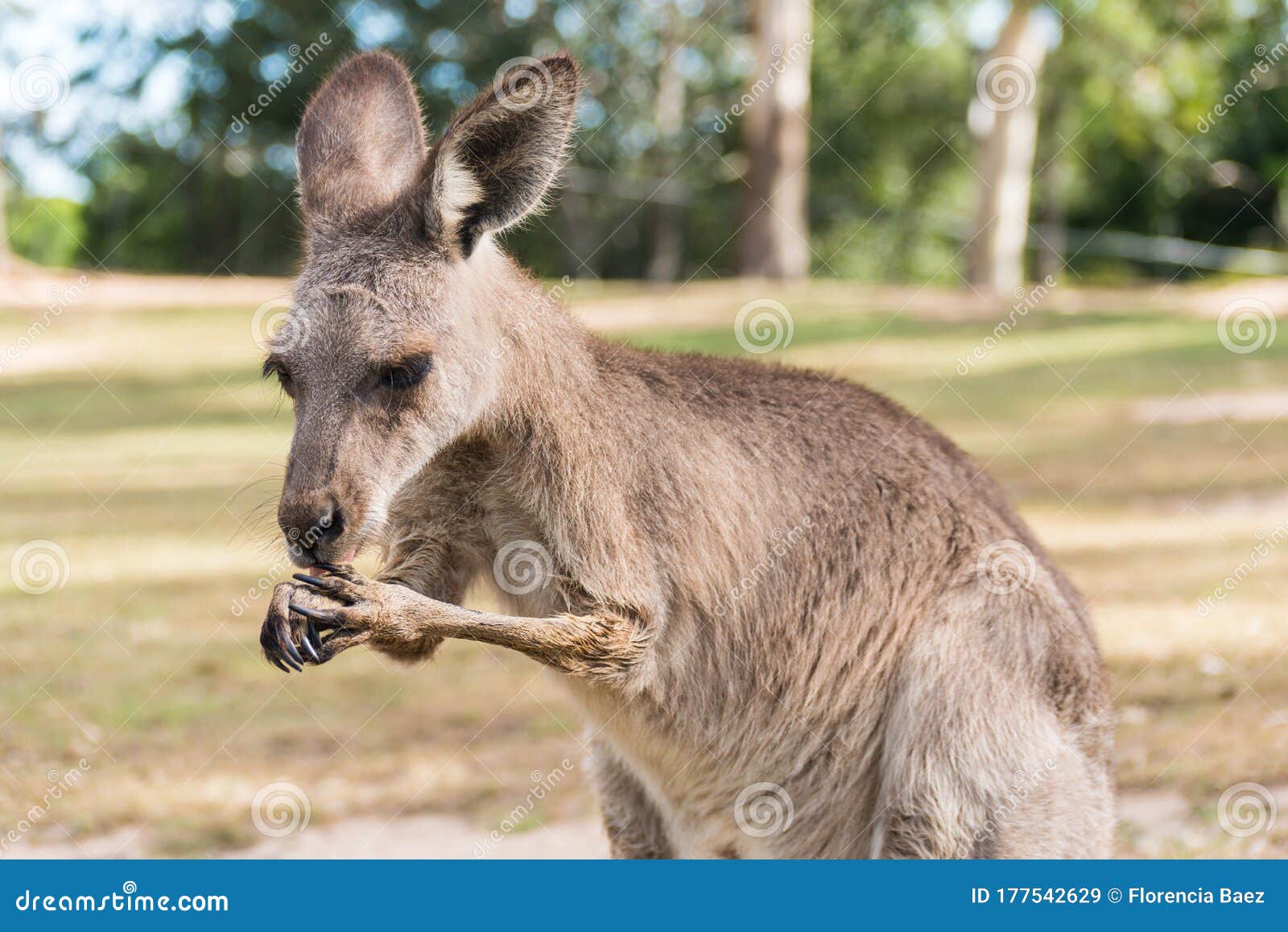 Cute Kangaroo Washing His Hands Stock Image - Image of pine, cute ...