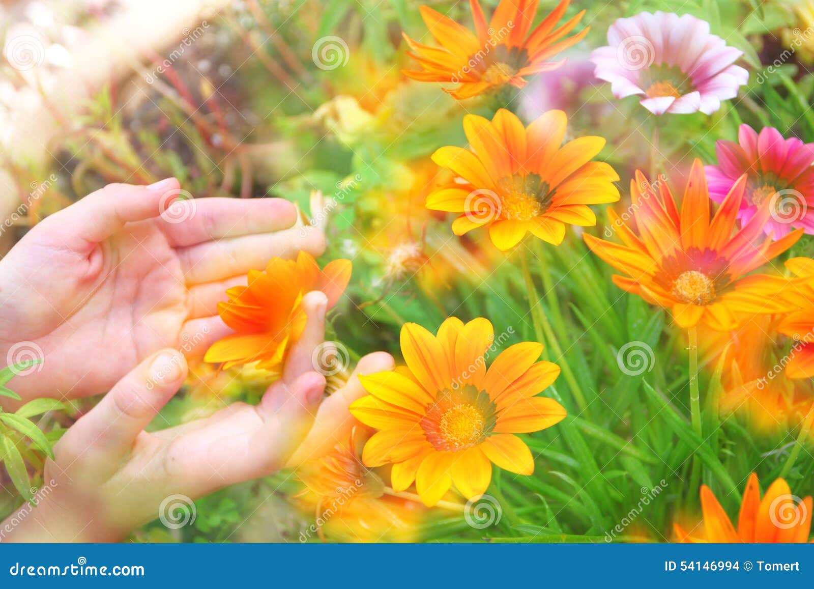 Cute Kid Hands Holding Blooming Flower in Garden Stock Photo - Image of ...