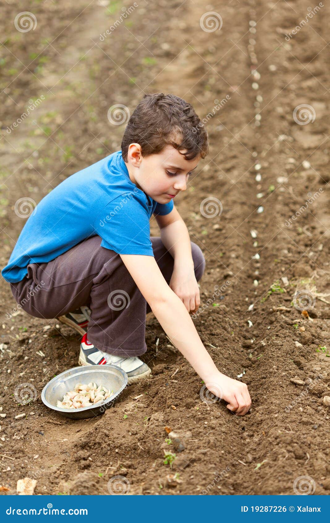 Cute kid planting garlic stock photo. Image of rural - 19287226
