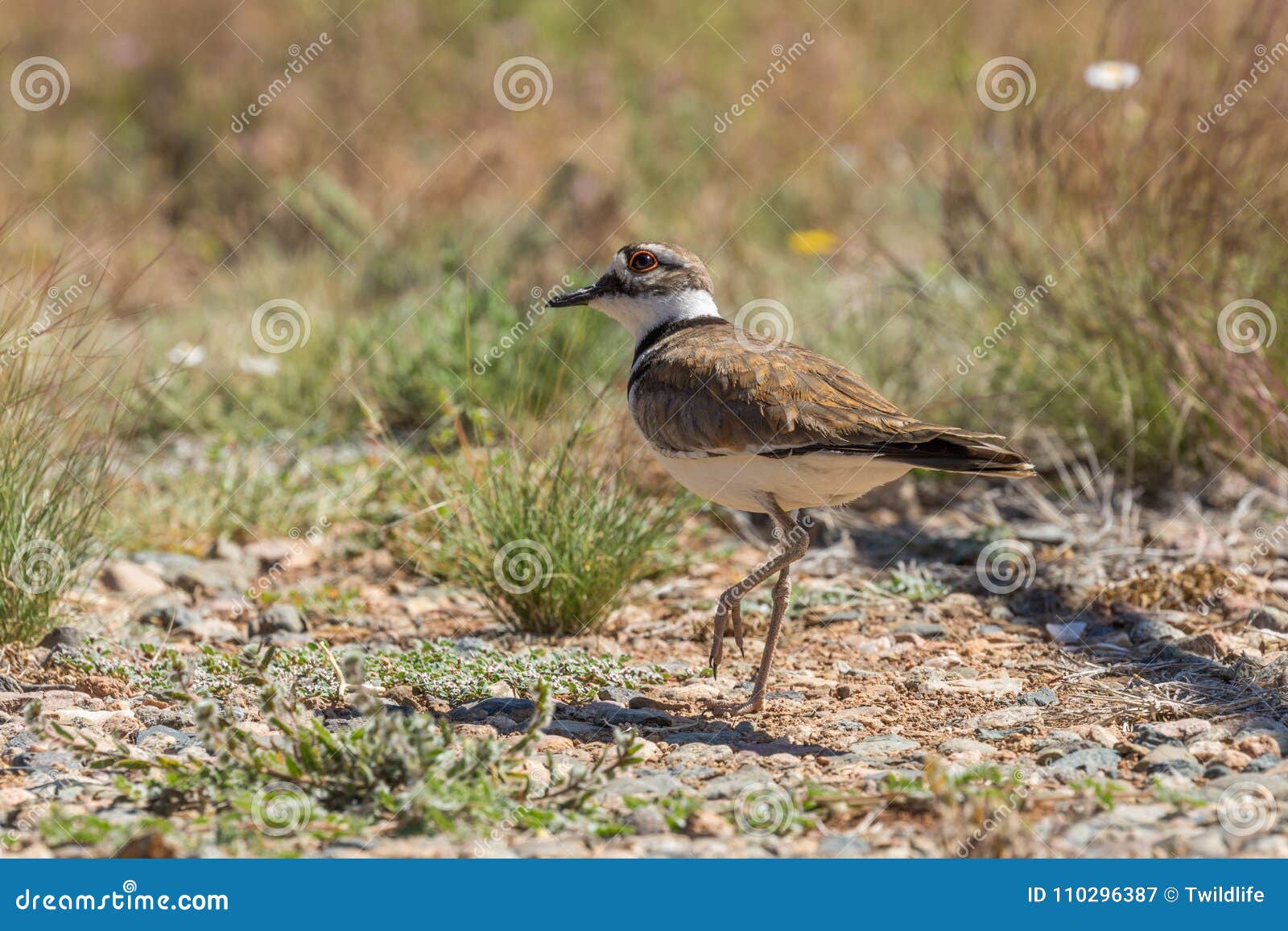 Killdeer Standing On A Garden Rock In Soft Setting Stock Photo ...