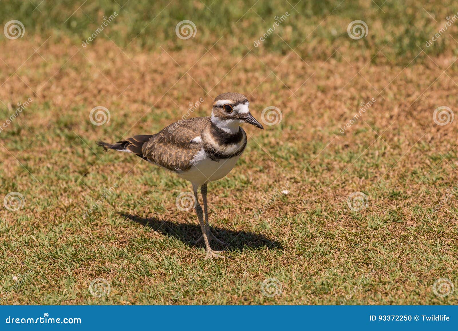 Cute Killdeer stock photo. Image of killdeer, avian, wildlife - 93372250