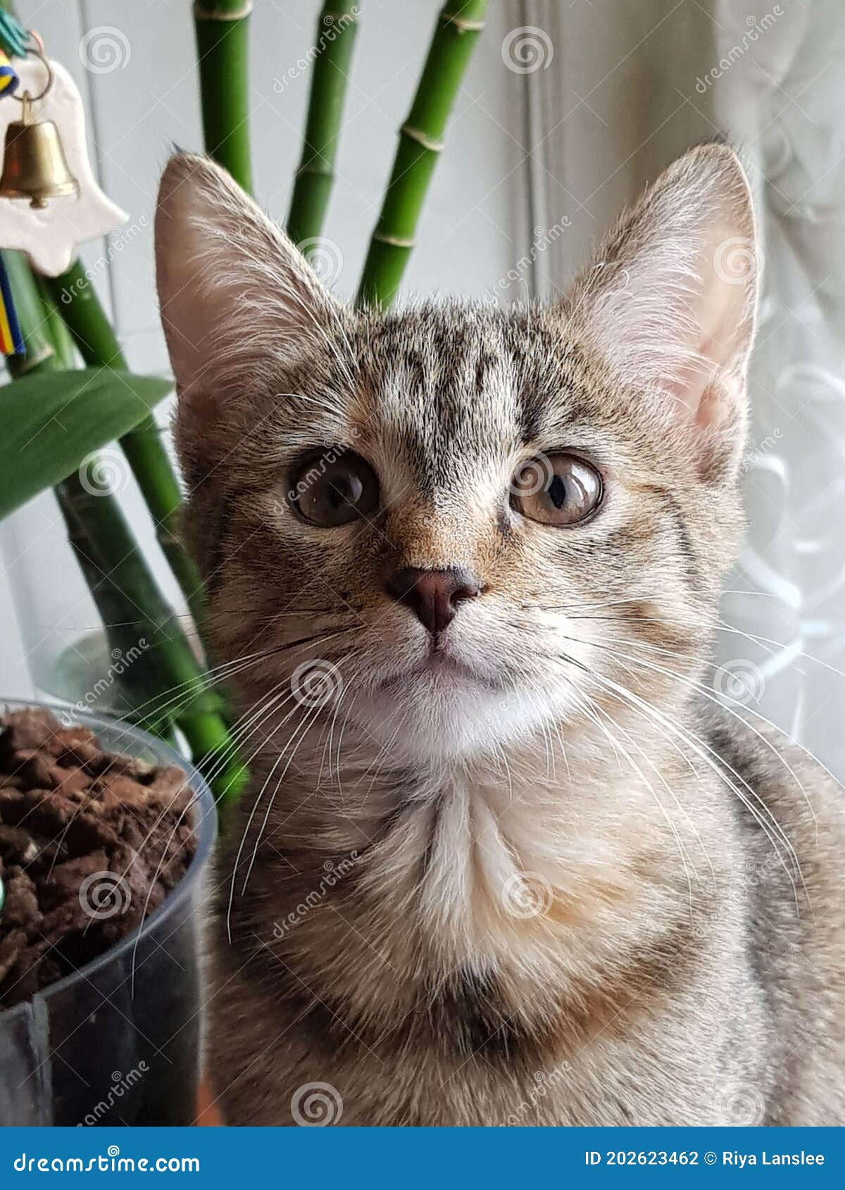 Cute with Kindness Cat Images ||funny Cat Stock Photo - Image of ...