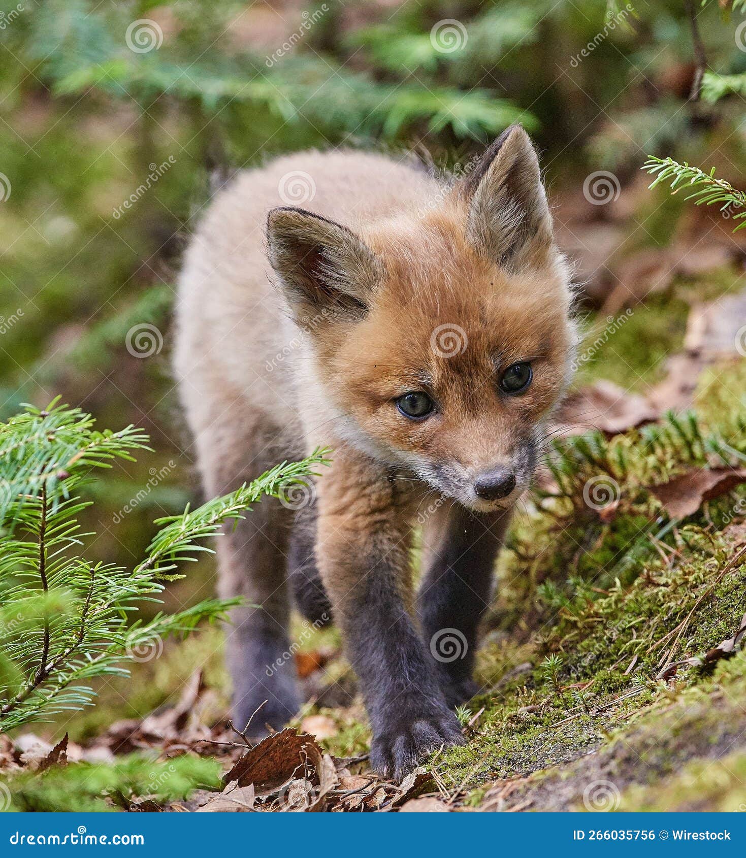 Cute Kit Fox in the Forest in Spring Stock Photo - Image of beautiful ...