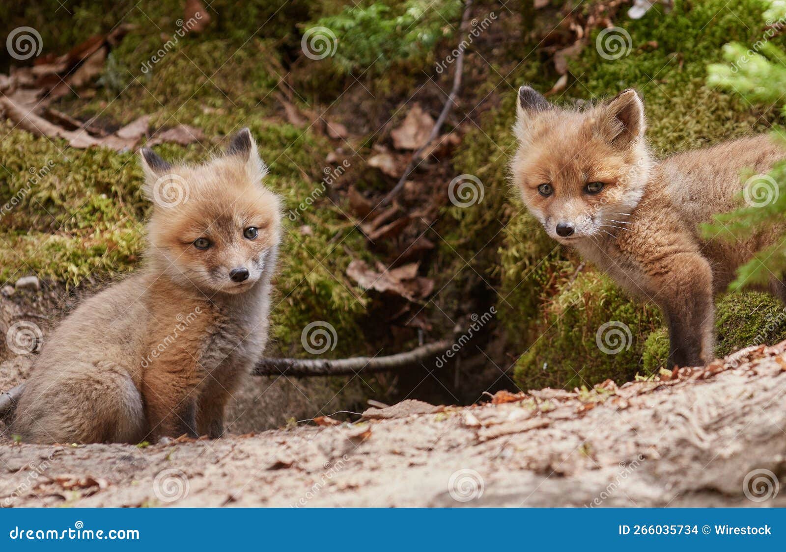 Cute Kit Foxes in the Forest in Spring Stock Photo - Image of nature ...