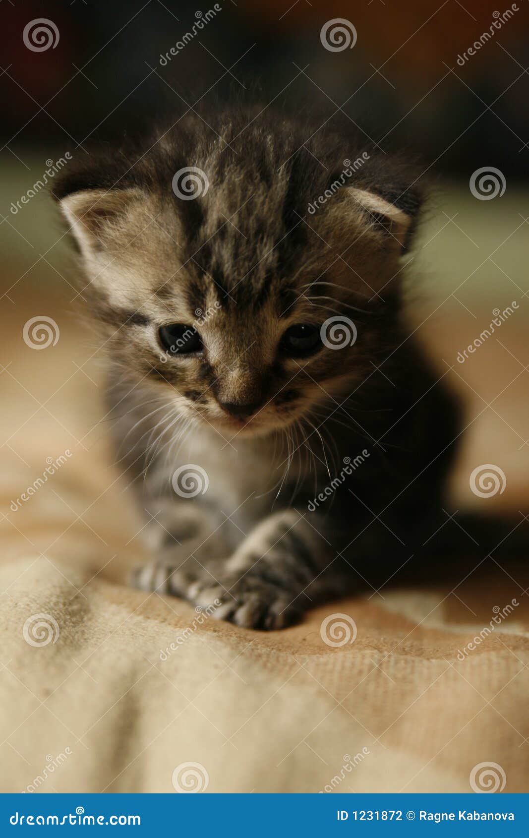 Cute kitten stock photo. Image of helpless, gentle, fluffy - 1231872