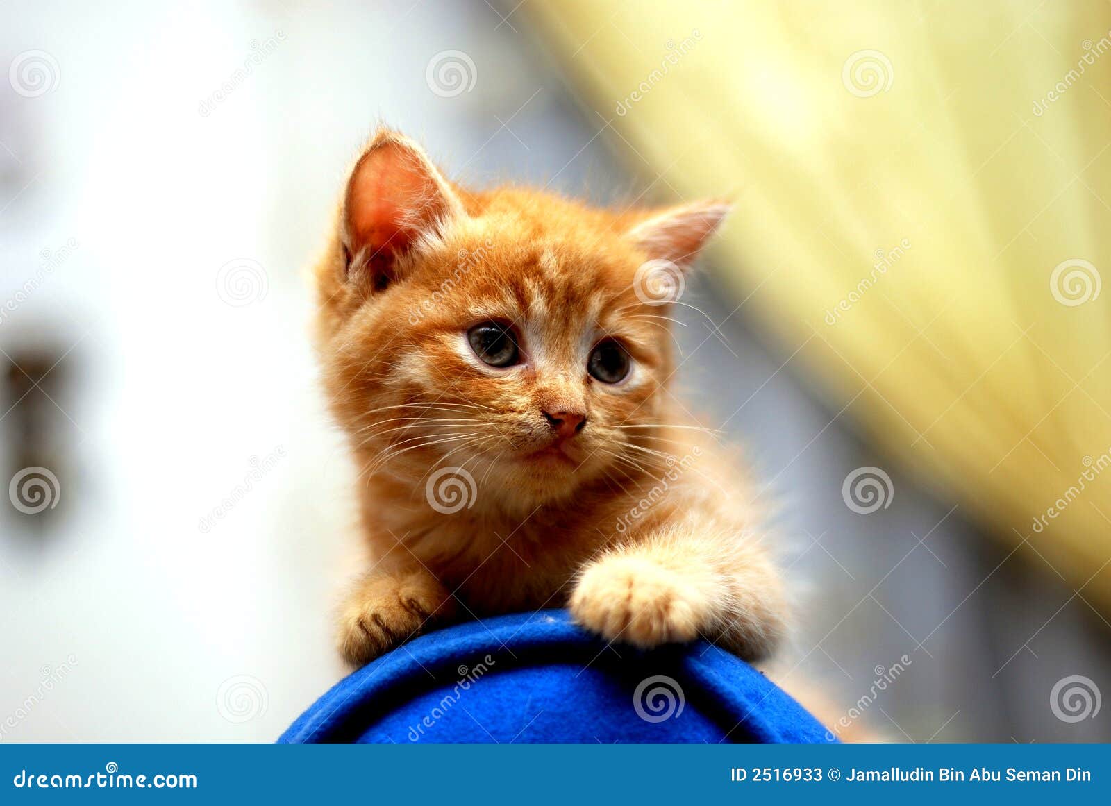 Cute Kitten Brushing. Siberian Purebred Male Gender Royalty-Free Stock ...