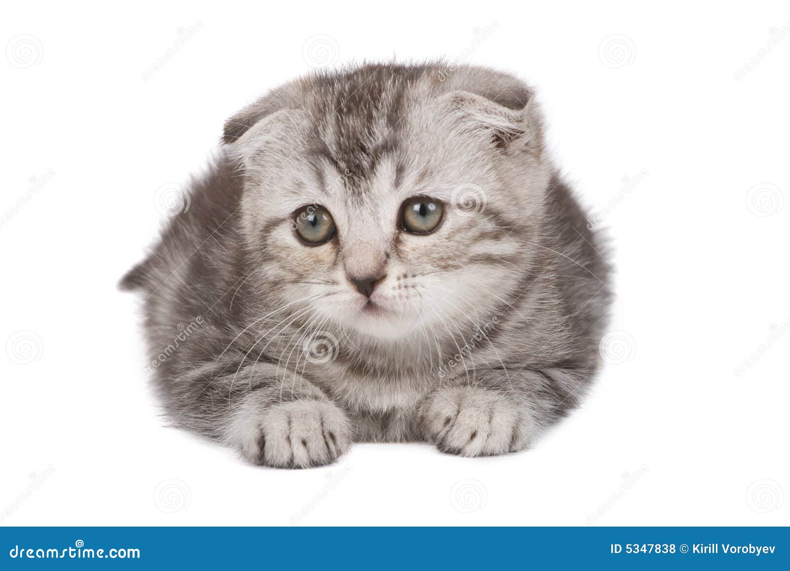 Cute kitten stock photo. Image of interested, animal, child - 5347838