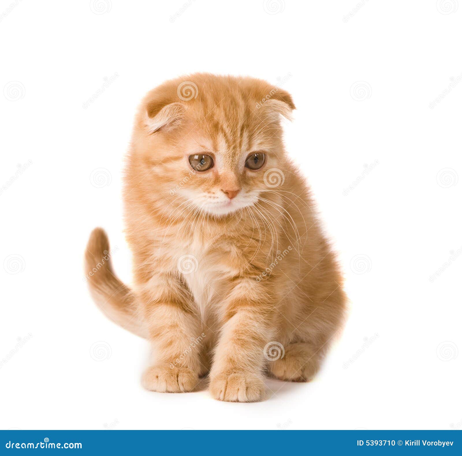 Cute kitten stock photo. Image of adorable, baby, pedigree - 5393710