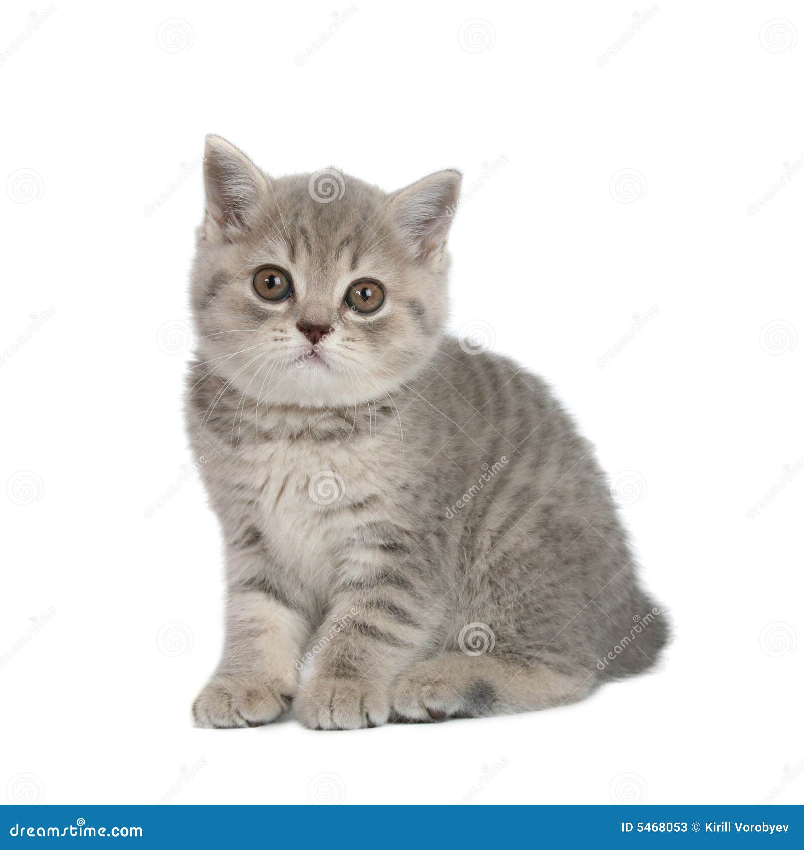 Cute kitten stock image. Image of cute, pretty, lovable - 5468053