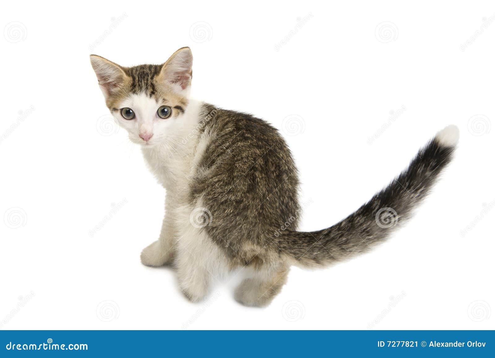 Cute kitten stock image. Image of life, nose, isolated - 7277821
