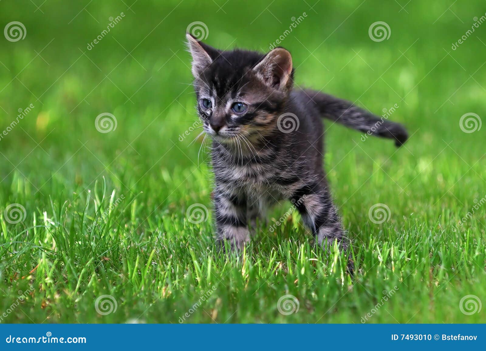 Cute kitten stock photo. Image of domestic, outdoors, furry - 7493010