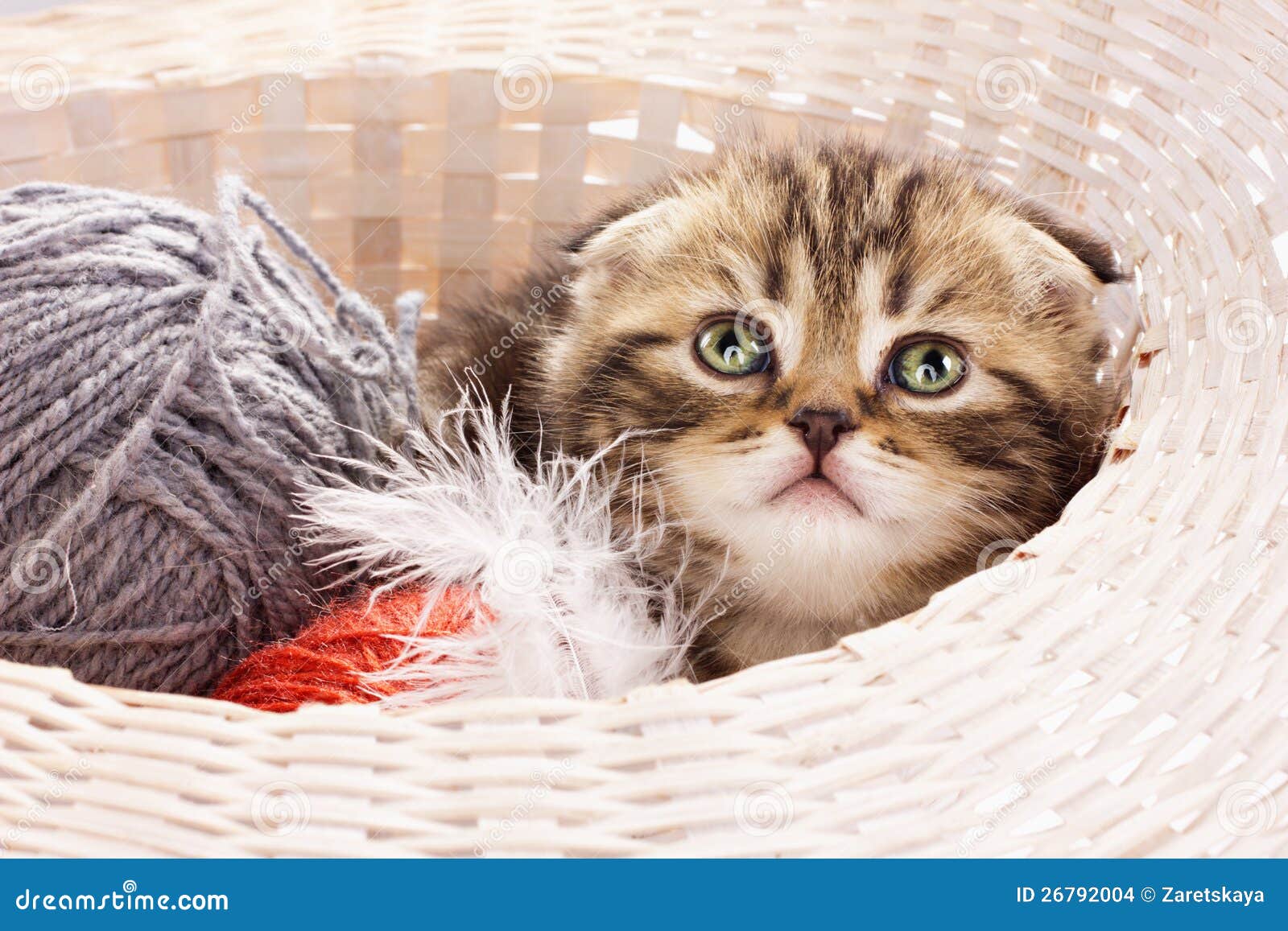 Cute kitten in a basket stock photo. Image of pretty - 26792004