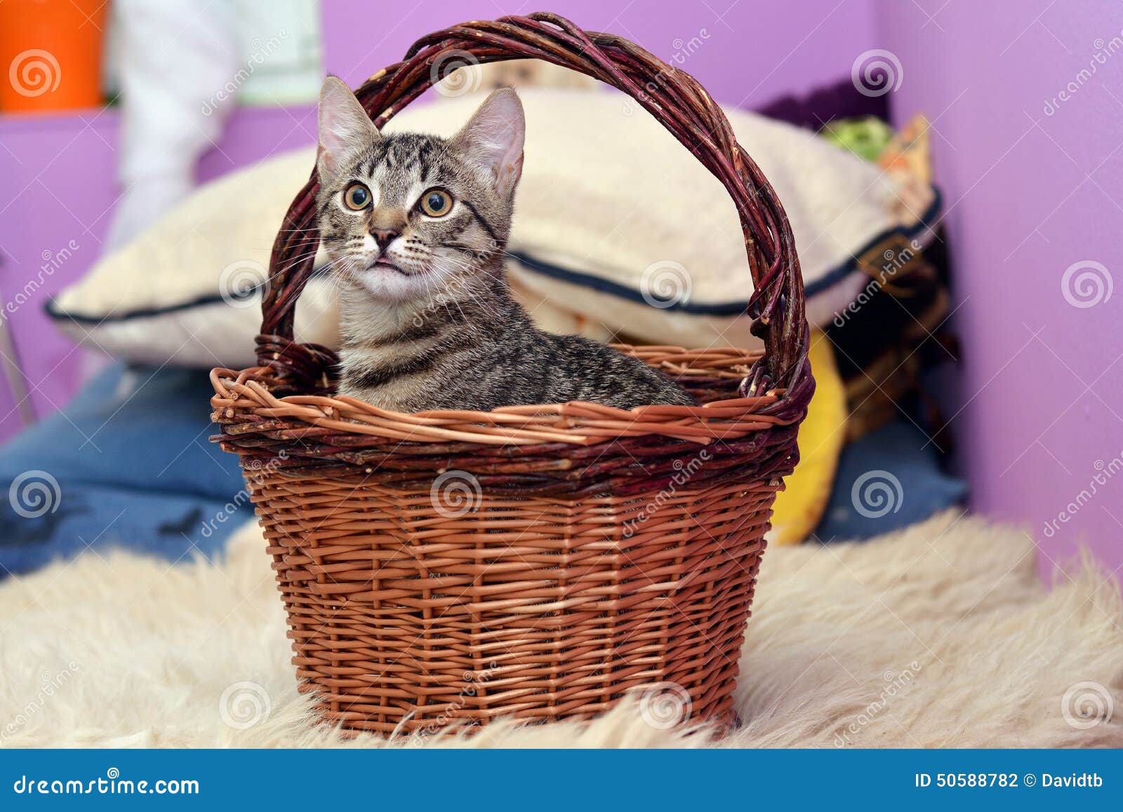 Cute kitten in a basket stock photo. Image of beautiful - 50588782